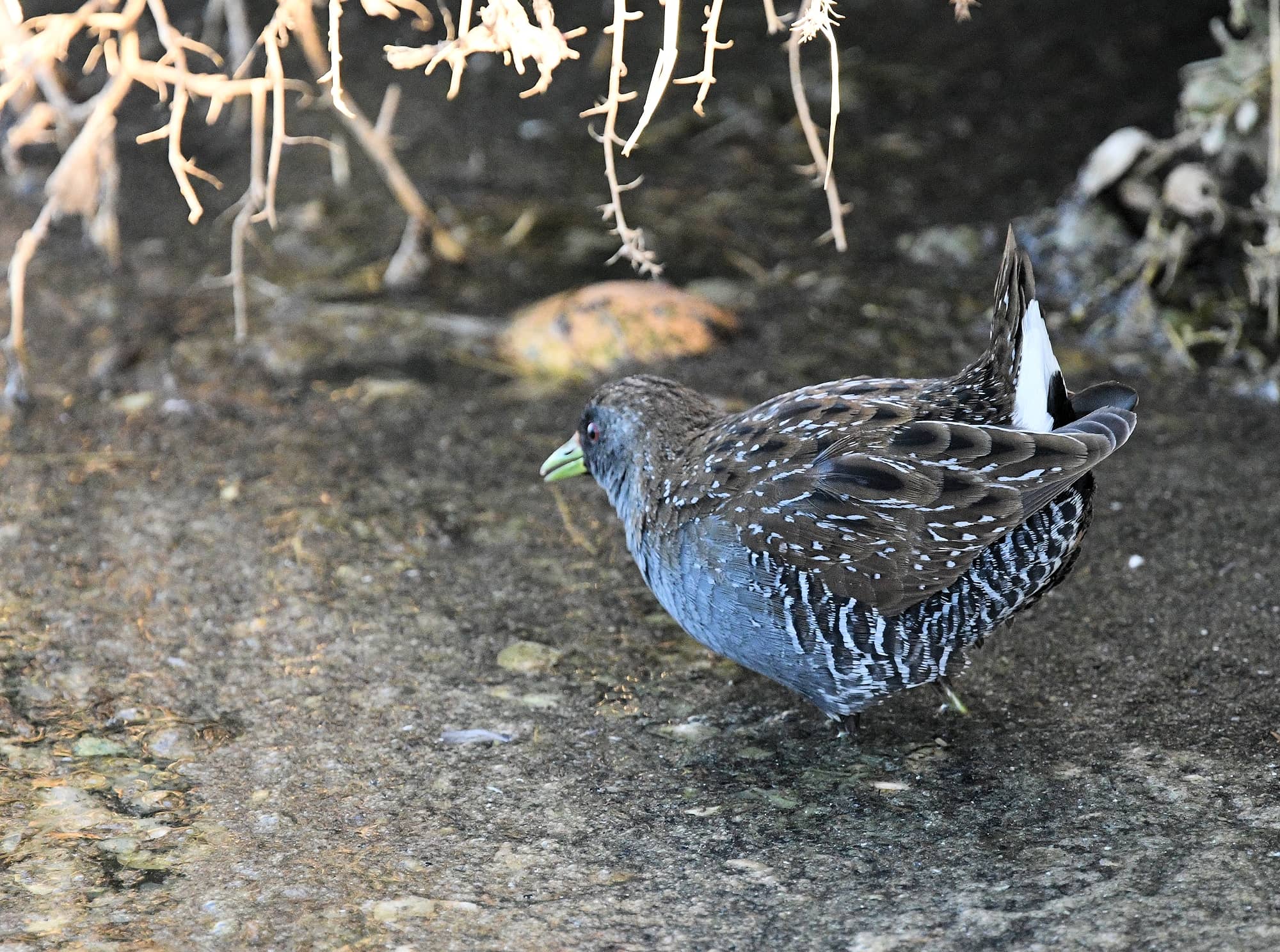 Australian Spotted Crake at the Ponds – Ausemade