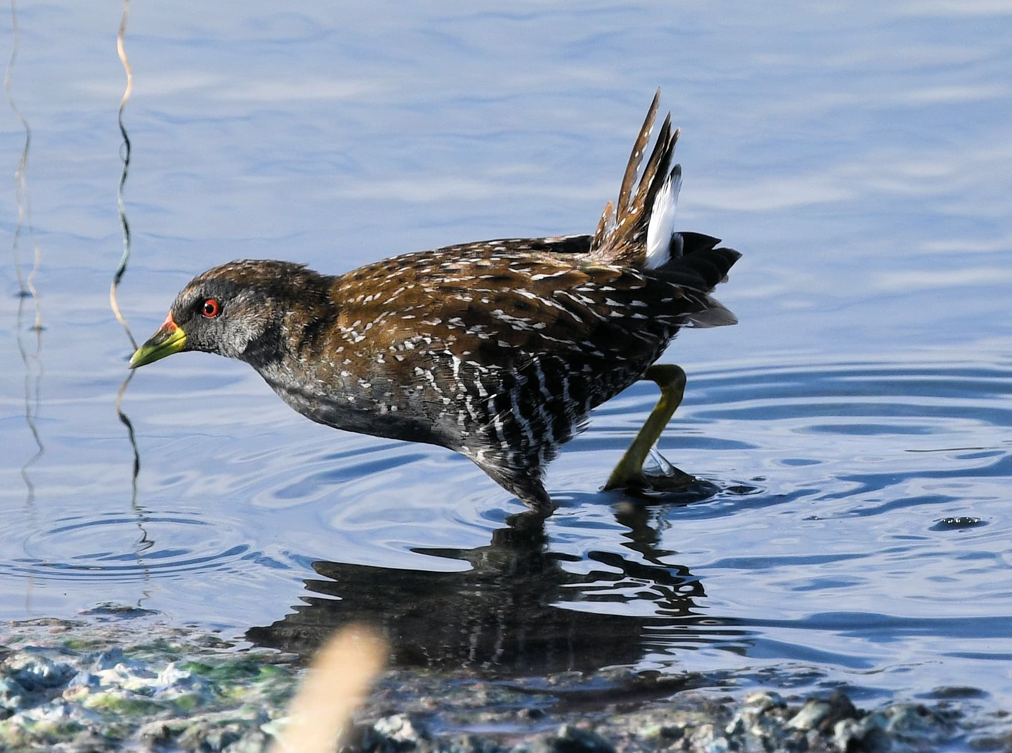 Australian Spotted Crake at the Ponds – Ausemade