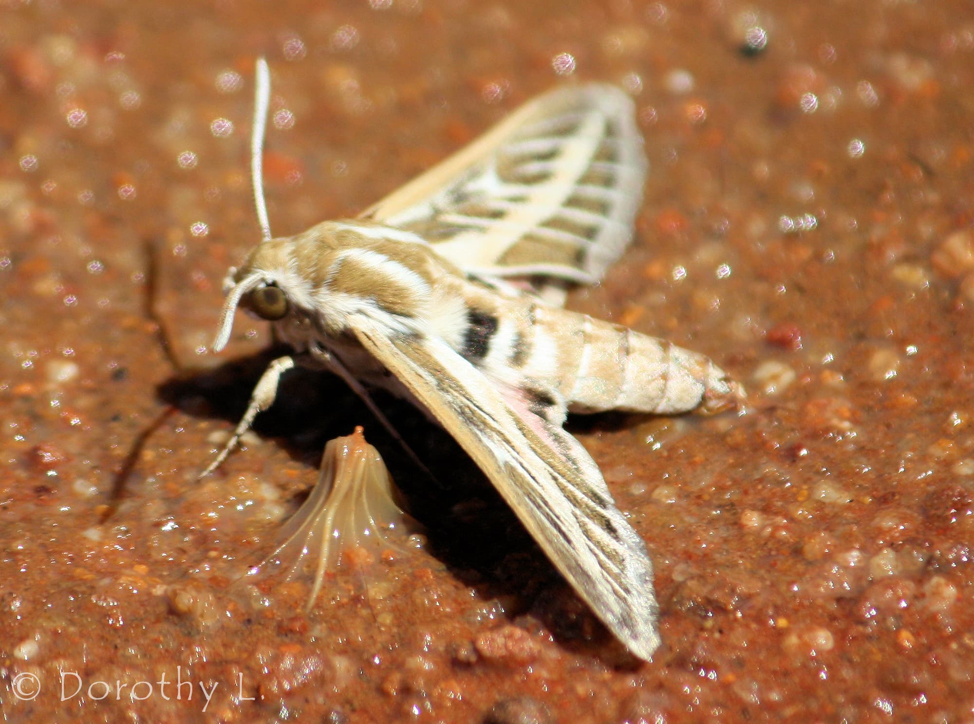 Hyles livornicoides (Australian Striped Hawk Moth) – Ausemade