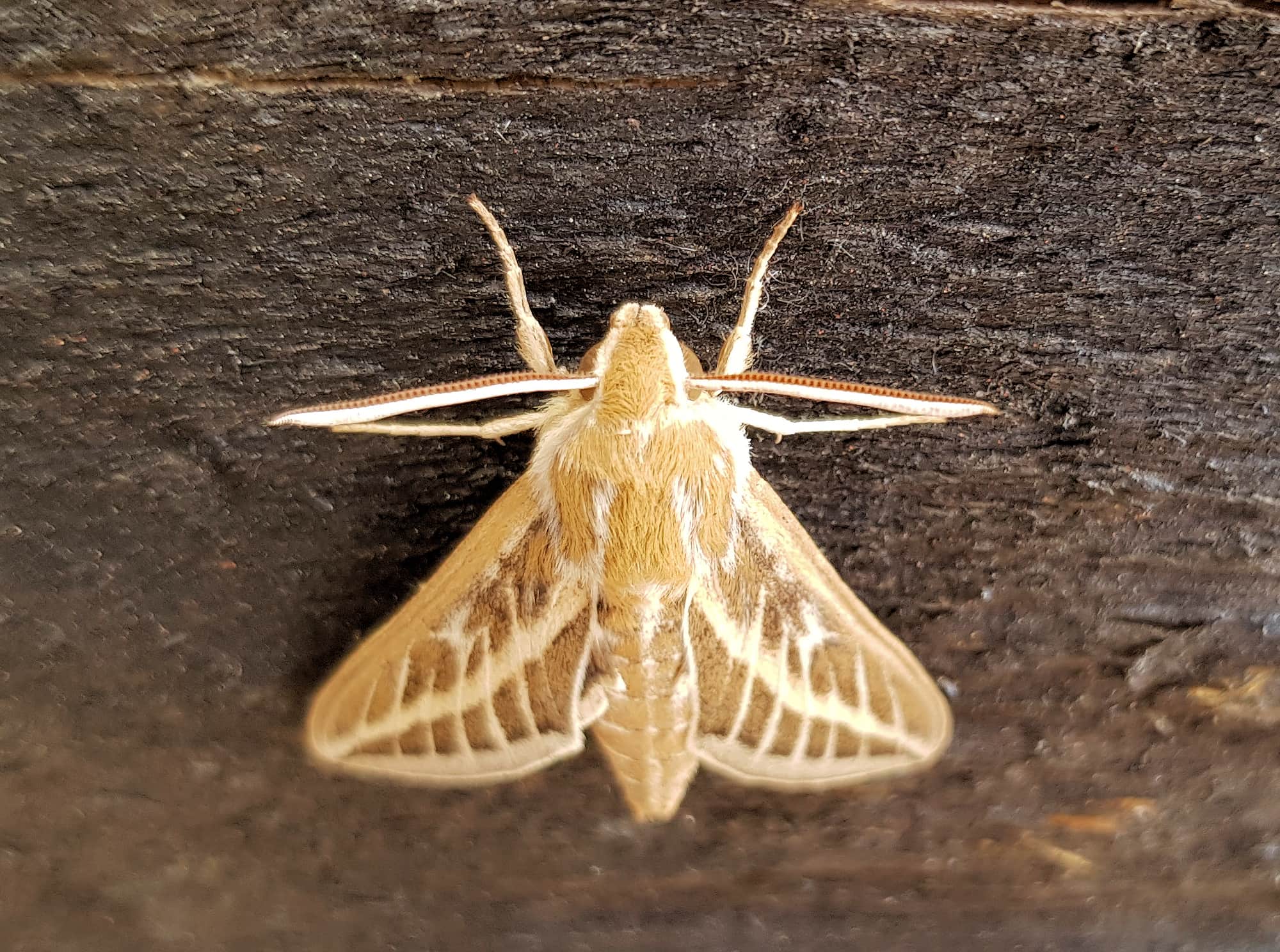 Australian Striped Hawk Moth (Hyles livornicoides) – Ausemade