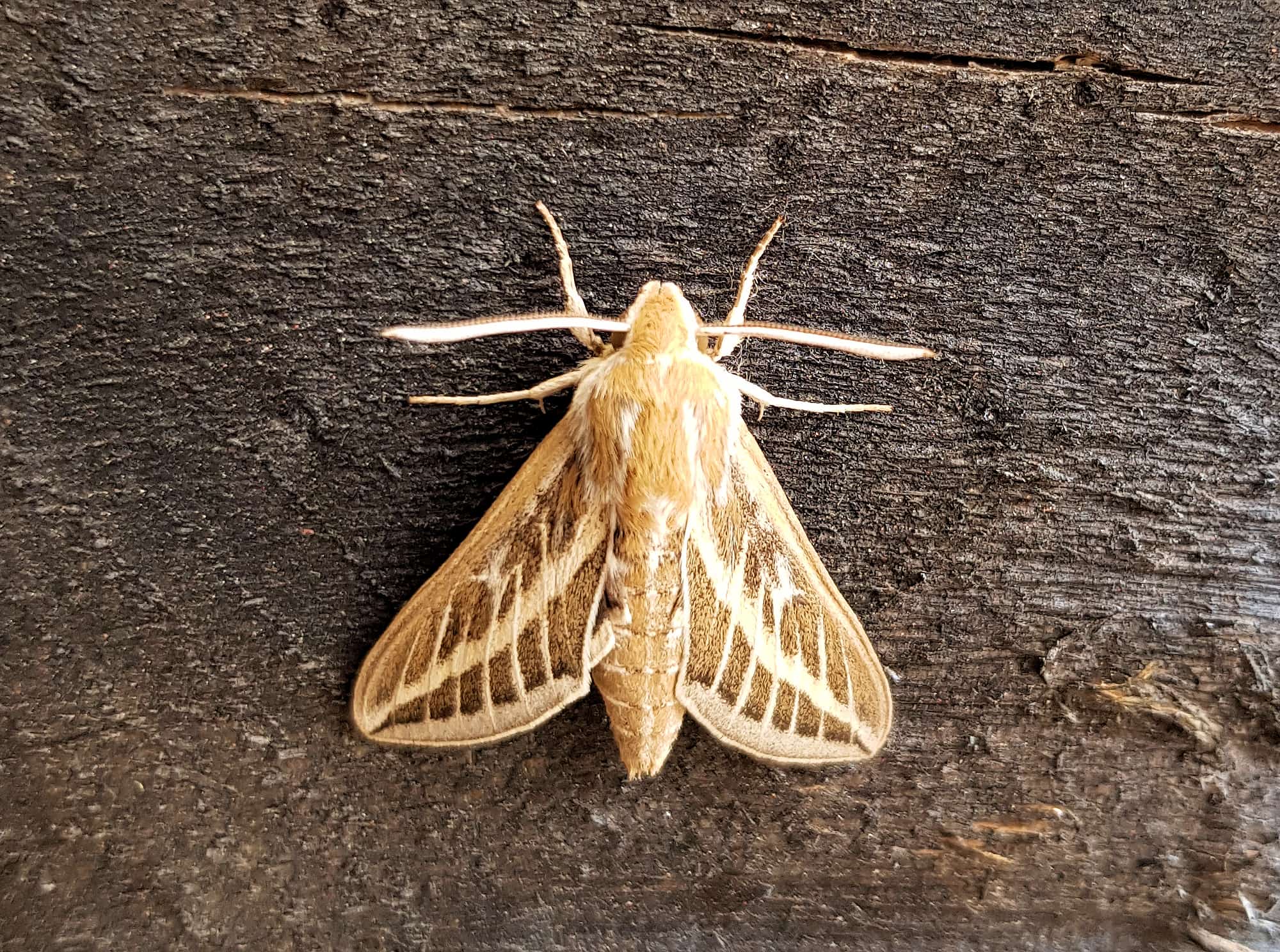 Backyard Wildlife – Ausemade