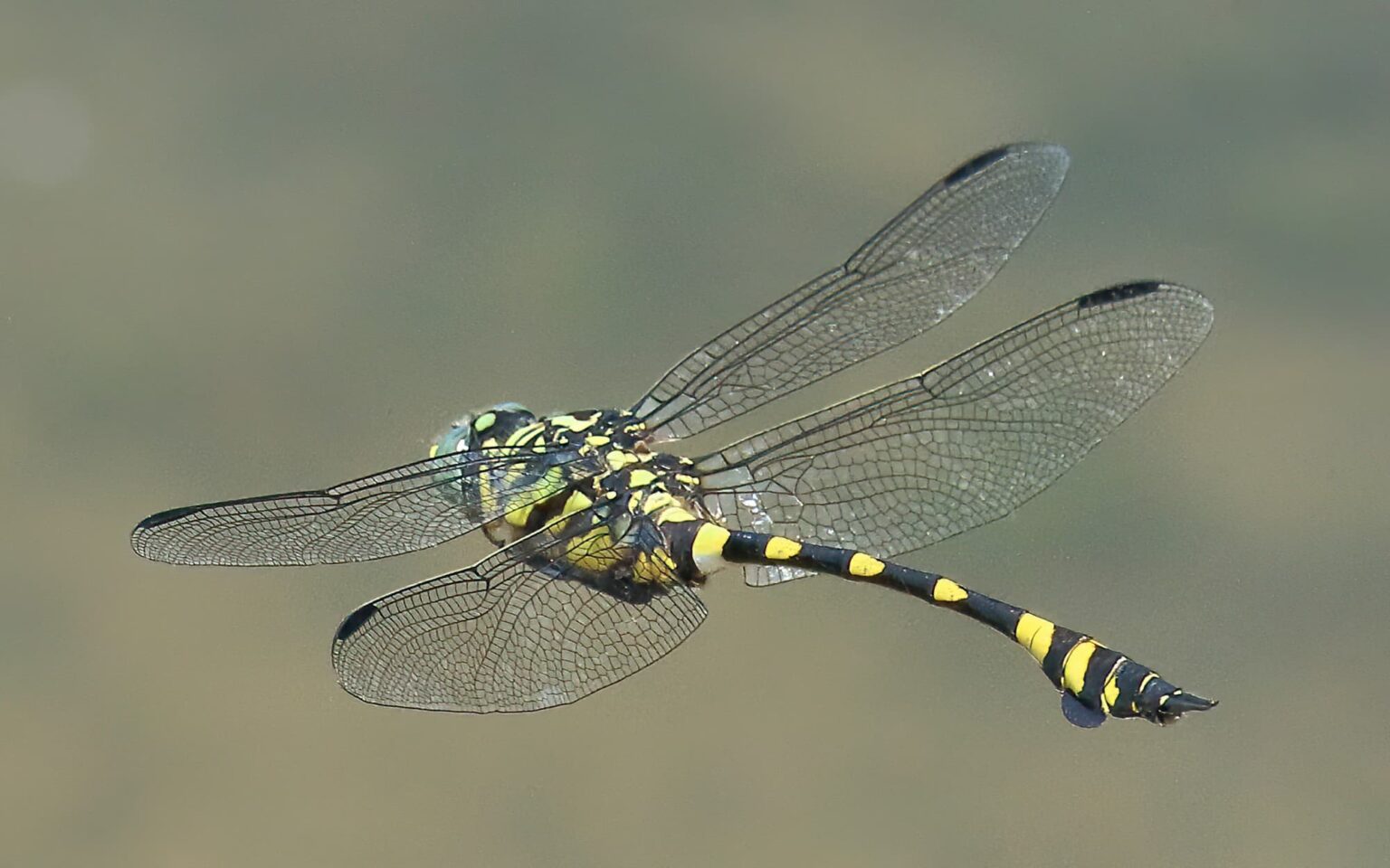 The Rule – Ausemade