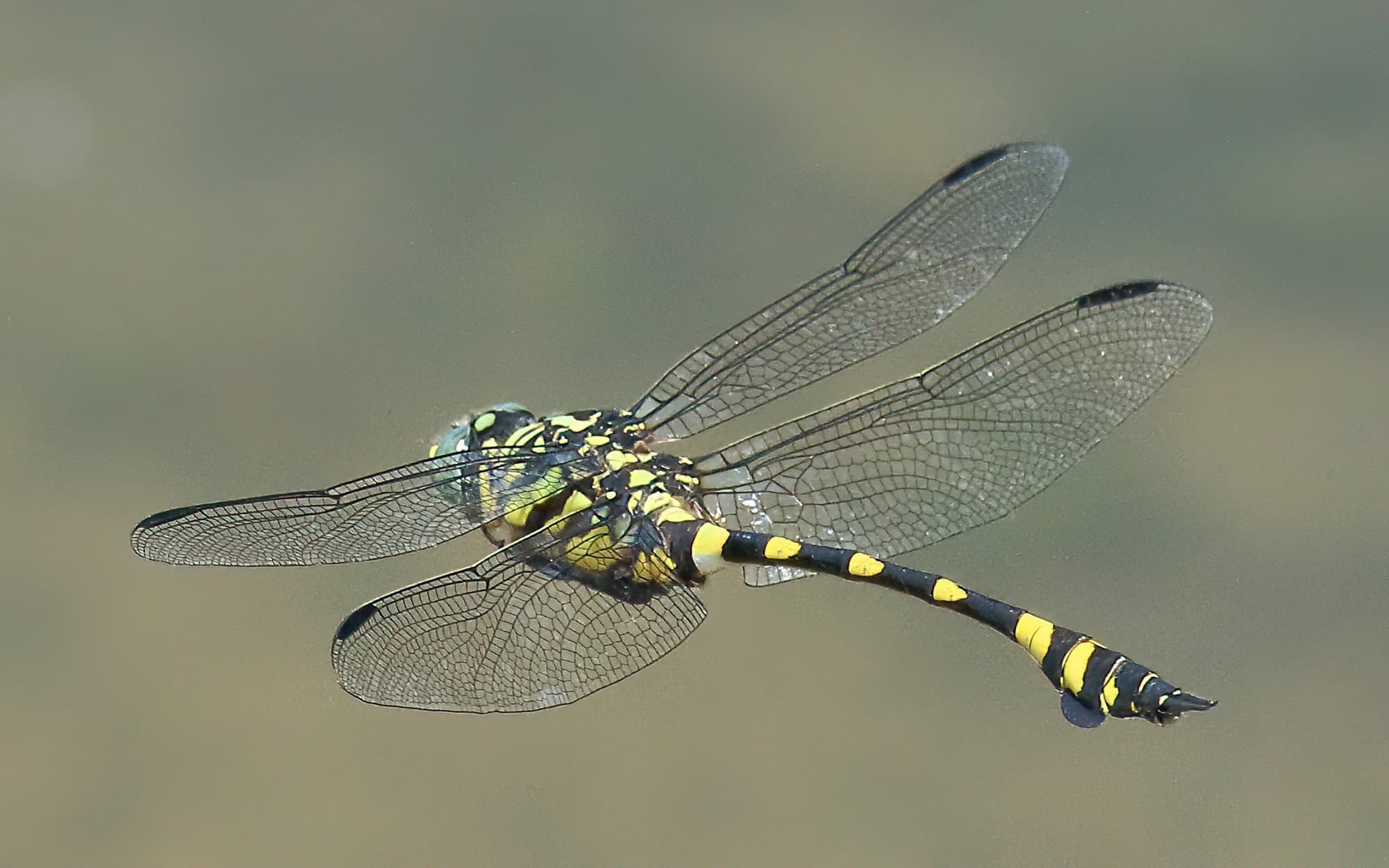 The Rule – Ausemade