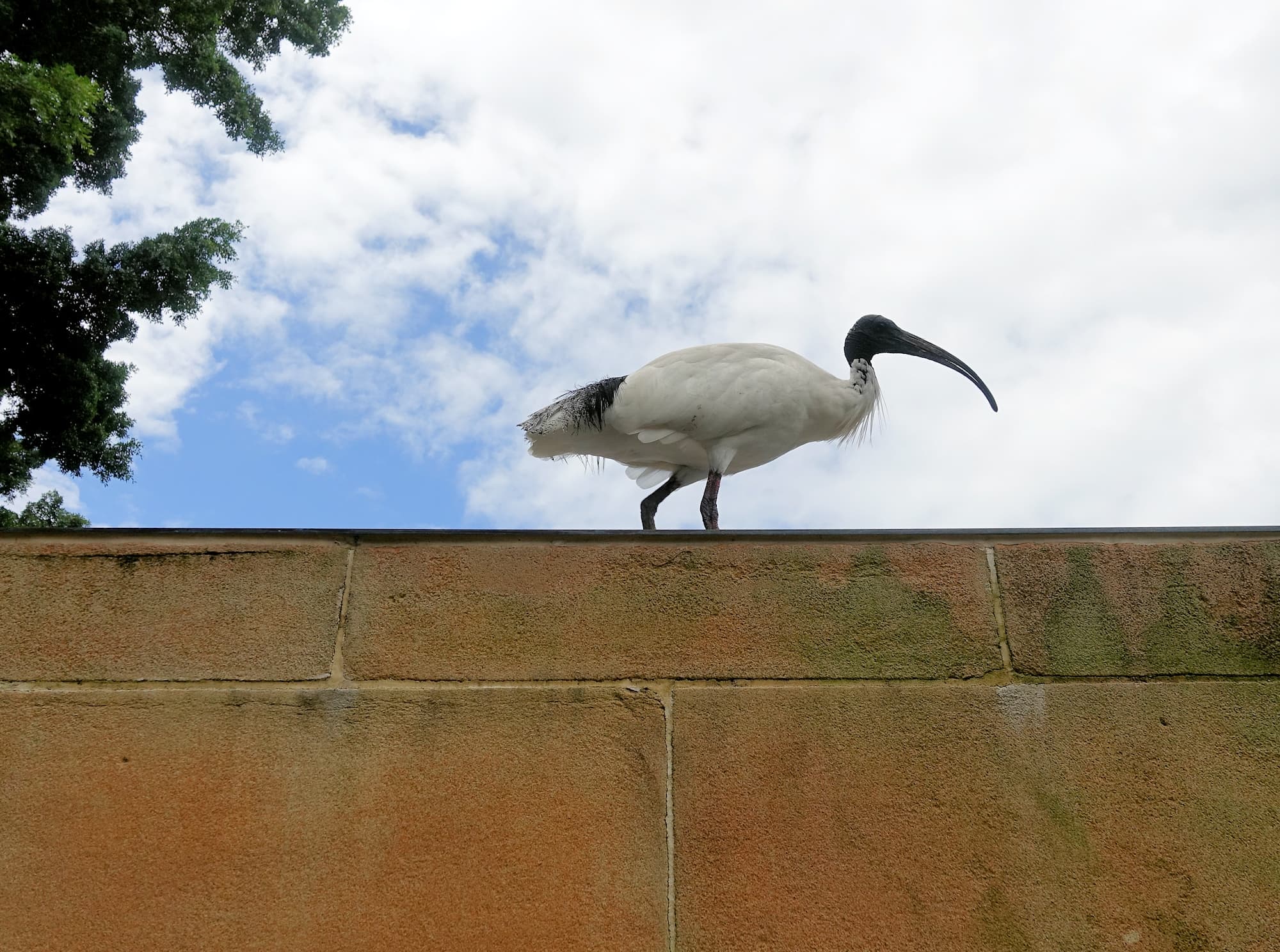 Australian White Ibis – Ausemade