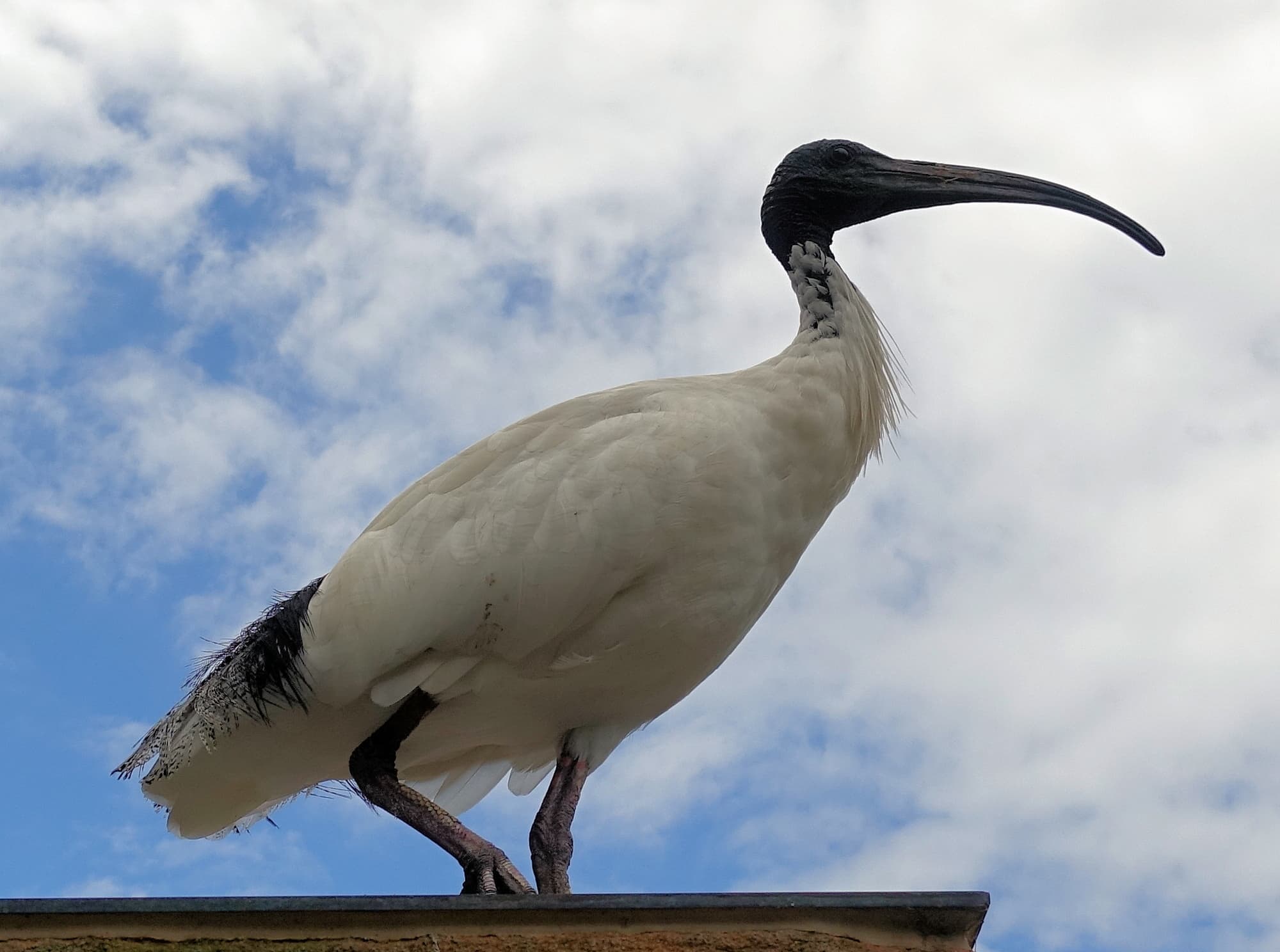 Australian White Ibis – Ausemade