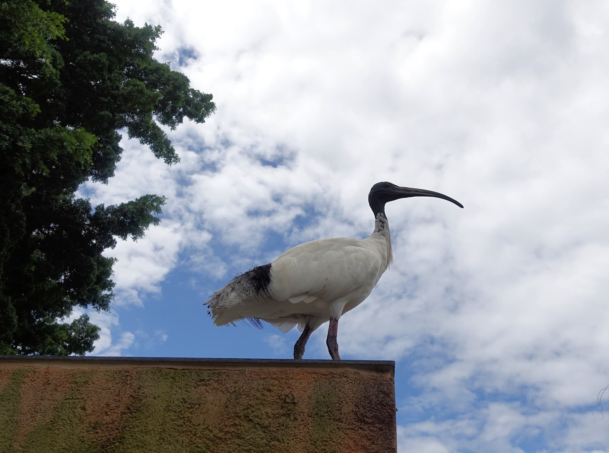 Australian White Ibis – Ausemade
