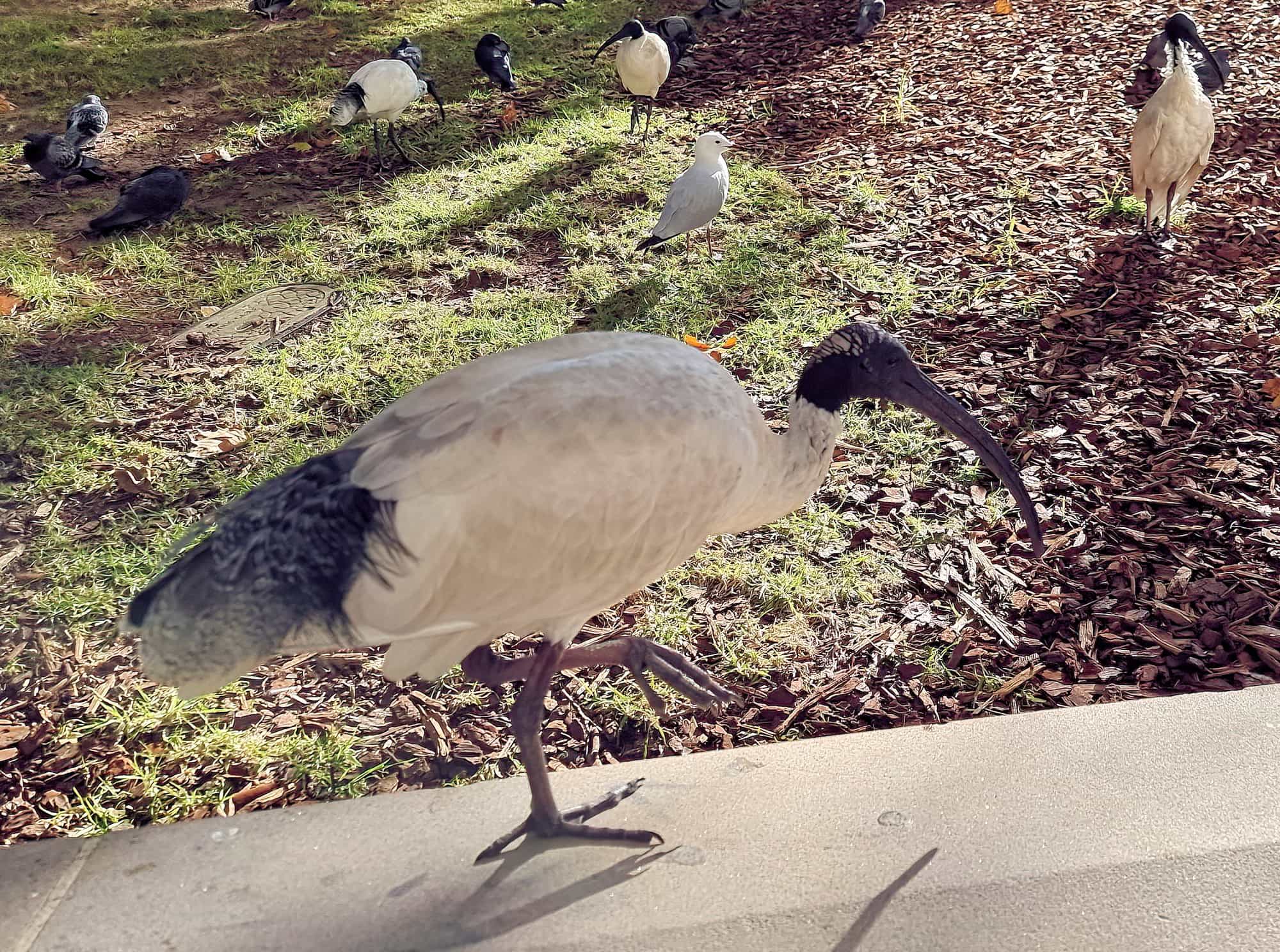 Australian White Ibis (Threskiornis molucca), Sydney Hyde Park – Ausemade