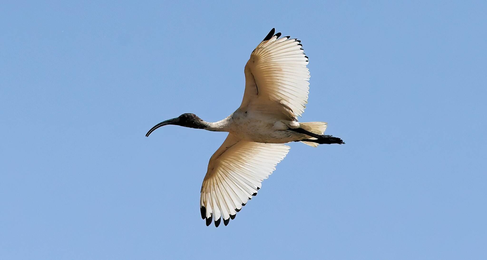 Australian White Ibis – Ausemade