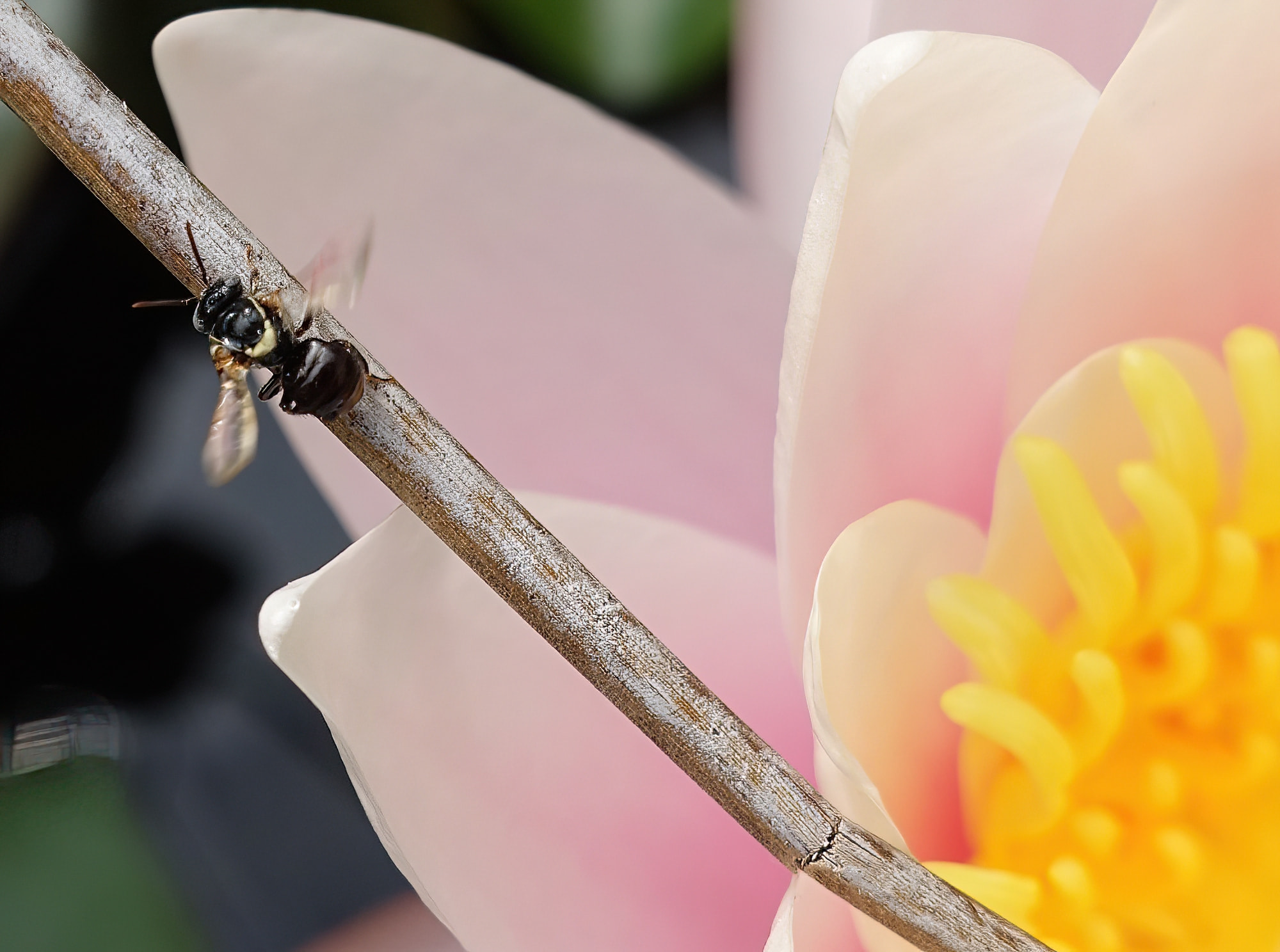 Austroplebeia australis – Ausemade