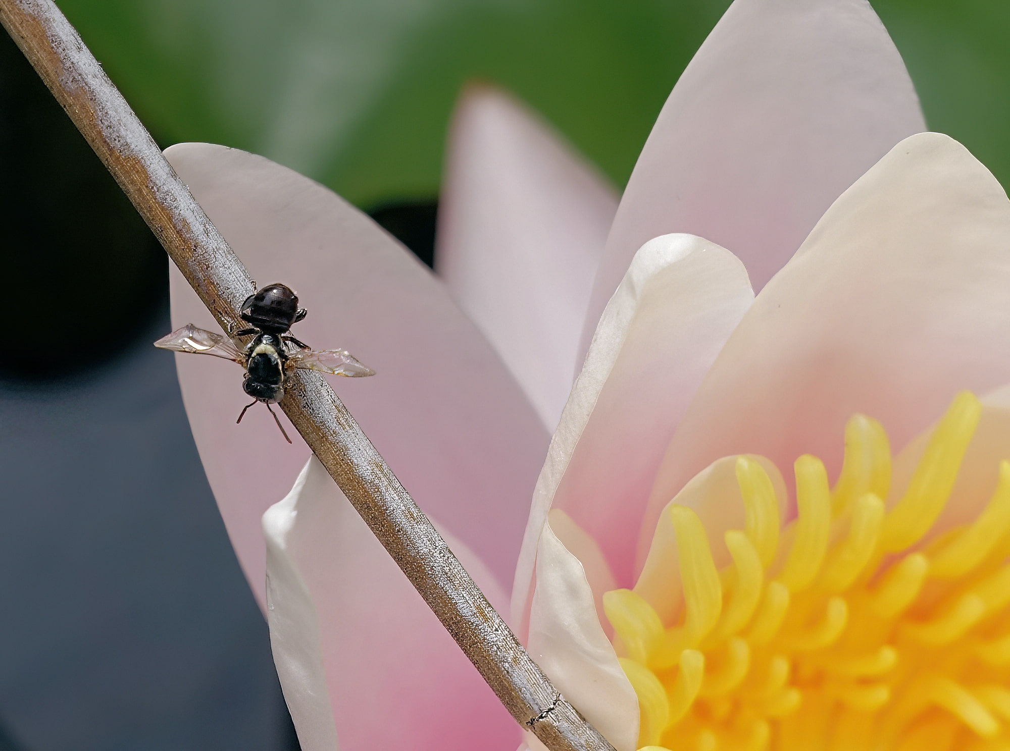 Austroplebeia australis – Ausemade