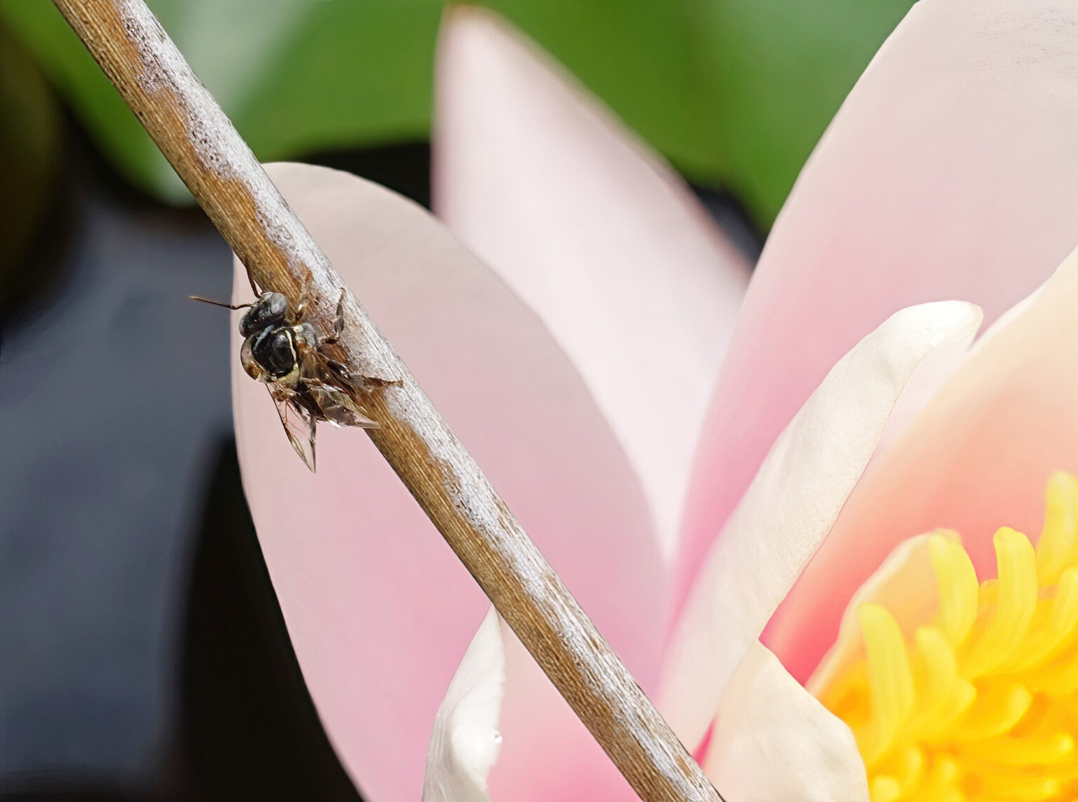 Austroplebeia australis – Ausemade