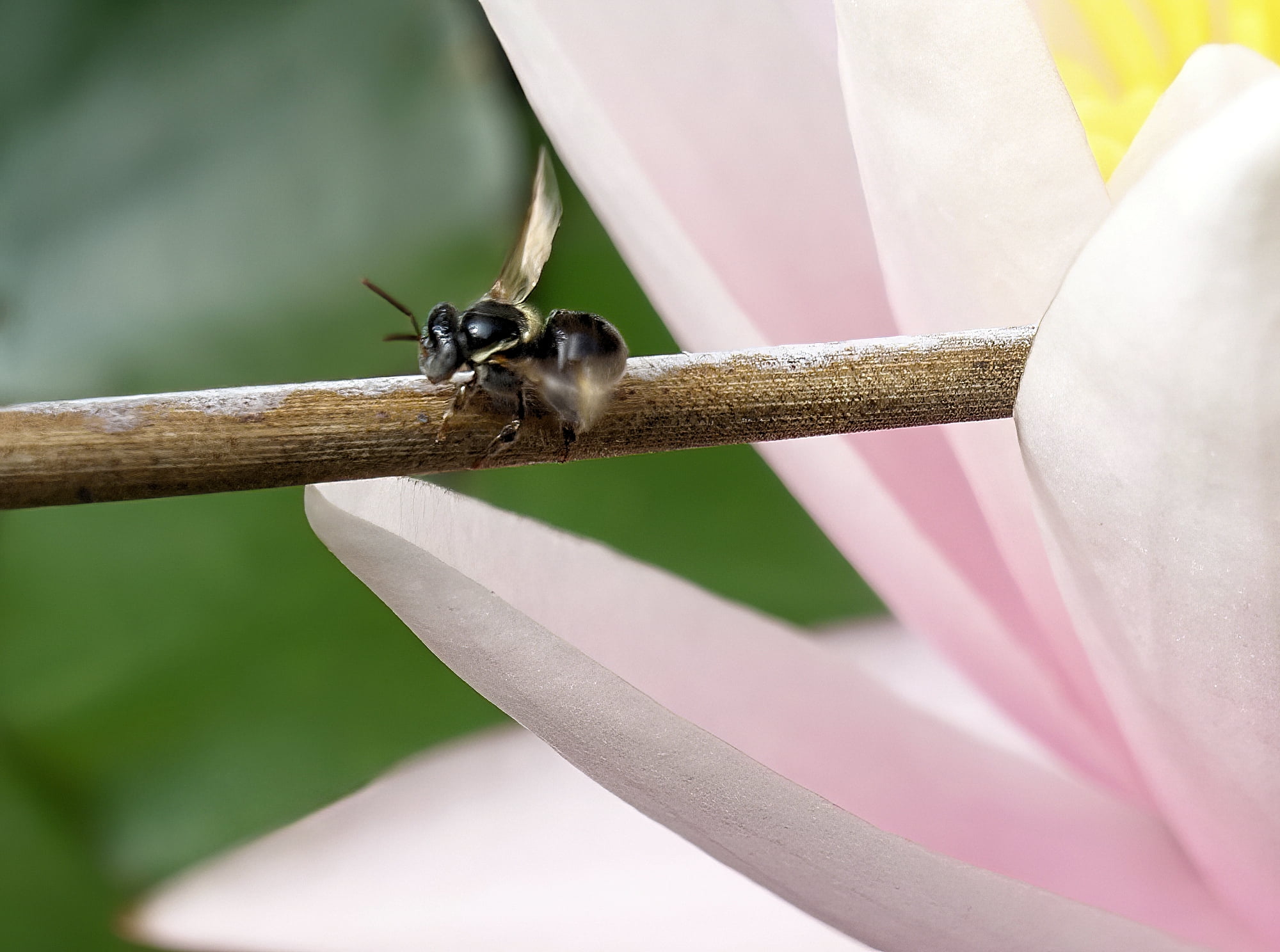 Austroplebeia australis – Ausemade