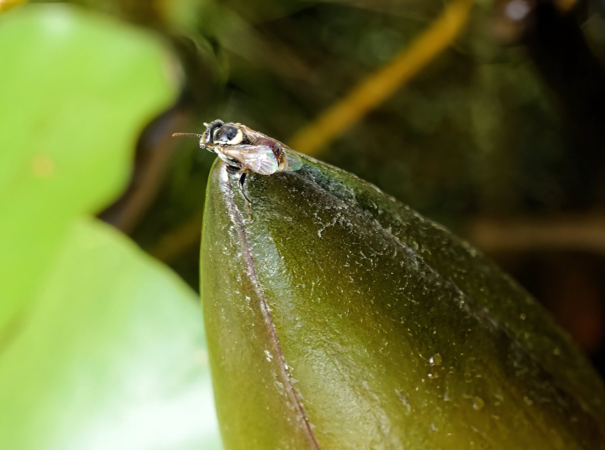 Austroplebeia australis – Ausemade