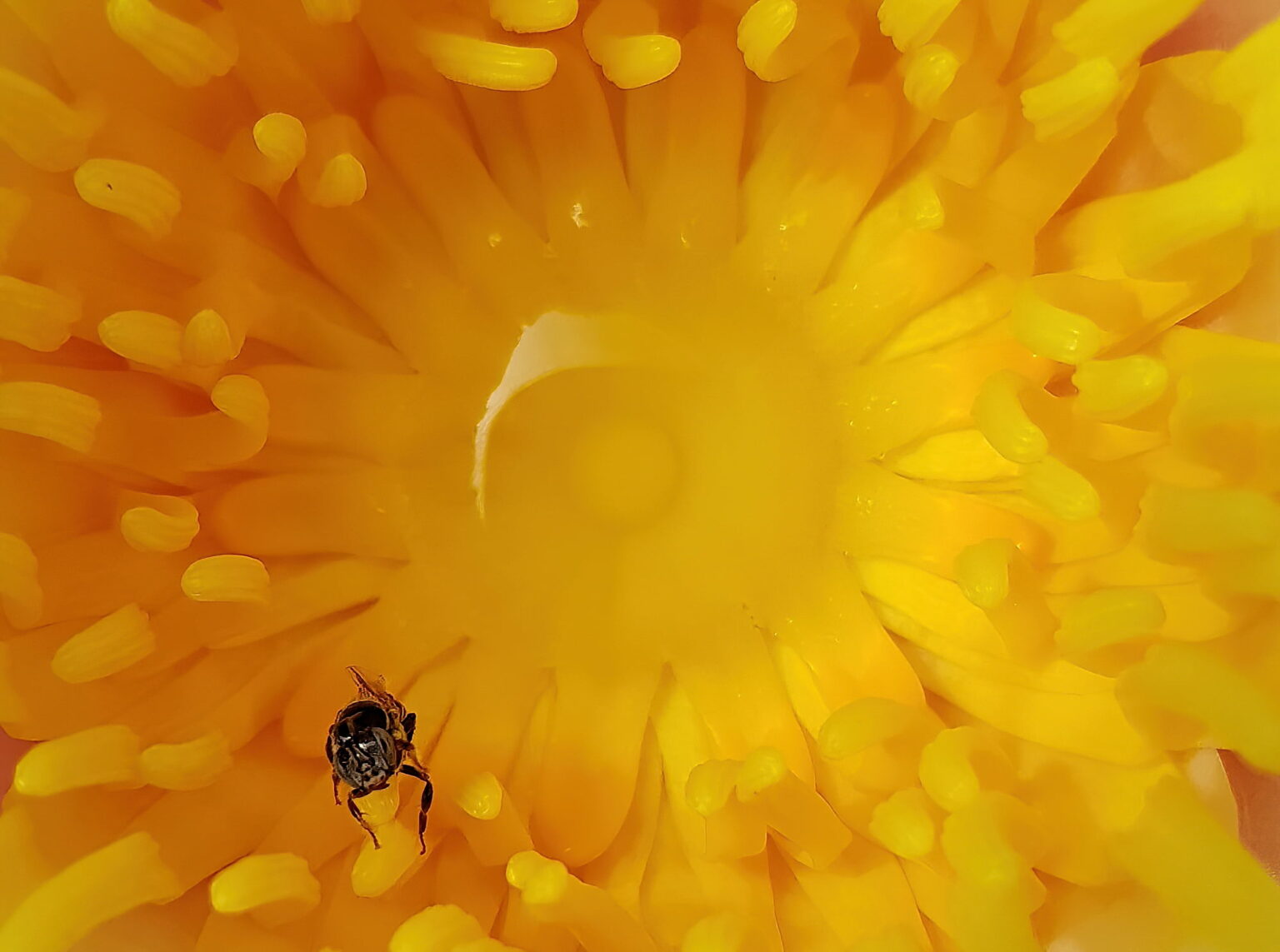 Austroplebeia australis – Ausemade