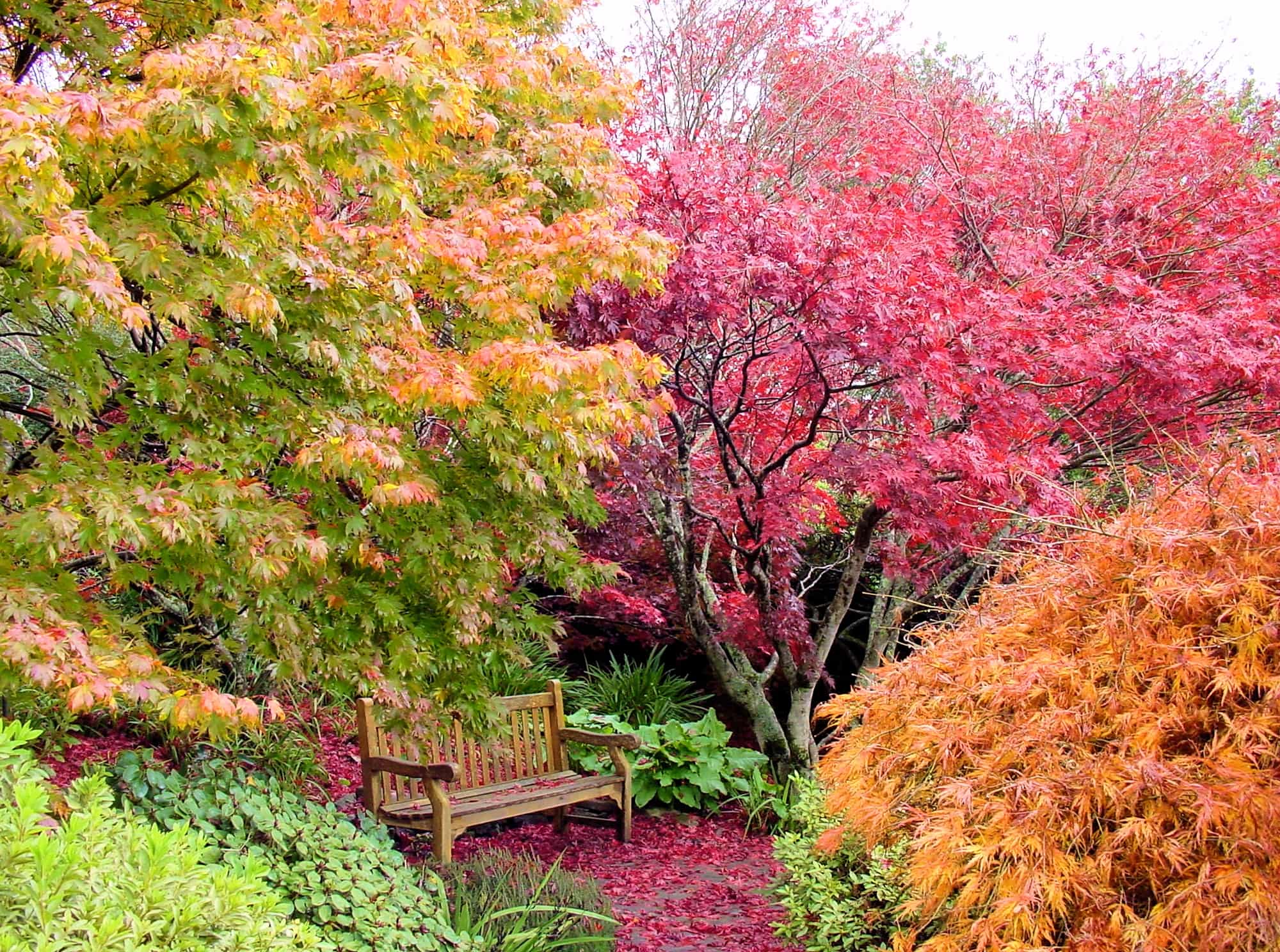 Blue Mountains Botanic Garden Autumn Colours – Ausemade