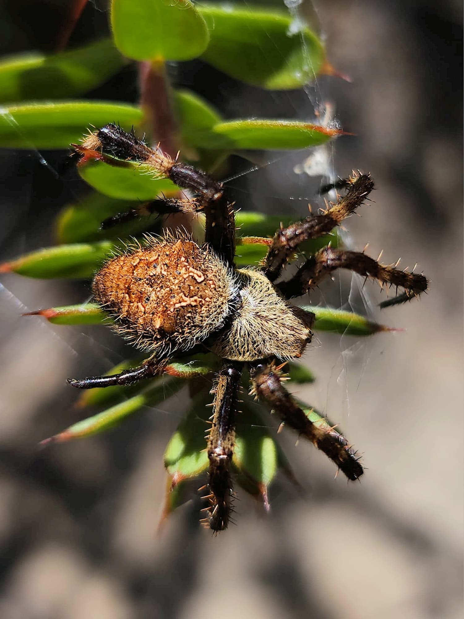 Backobourkia sp (Orb-weaver) – Ausemade