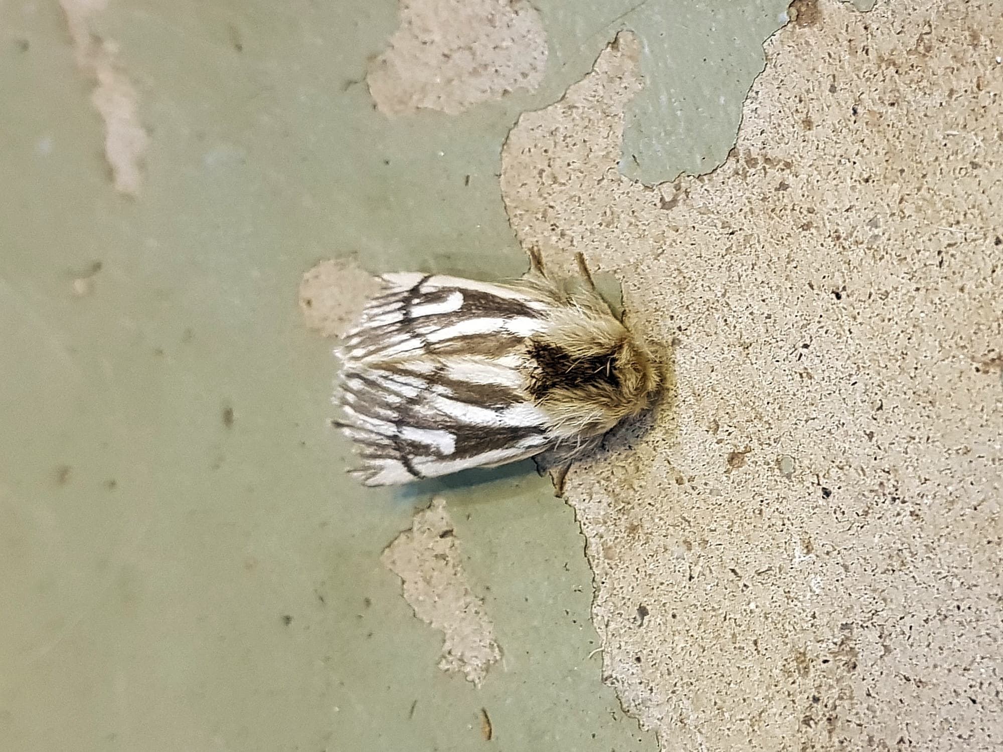 Ochrogaster lunifer (Bag-shelter Moth) – Ausemade
