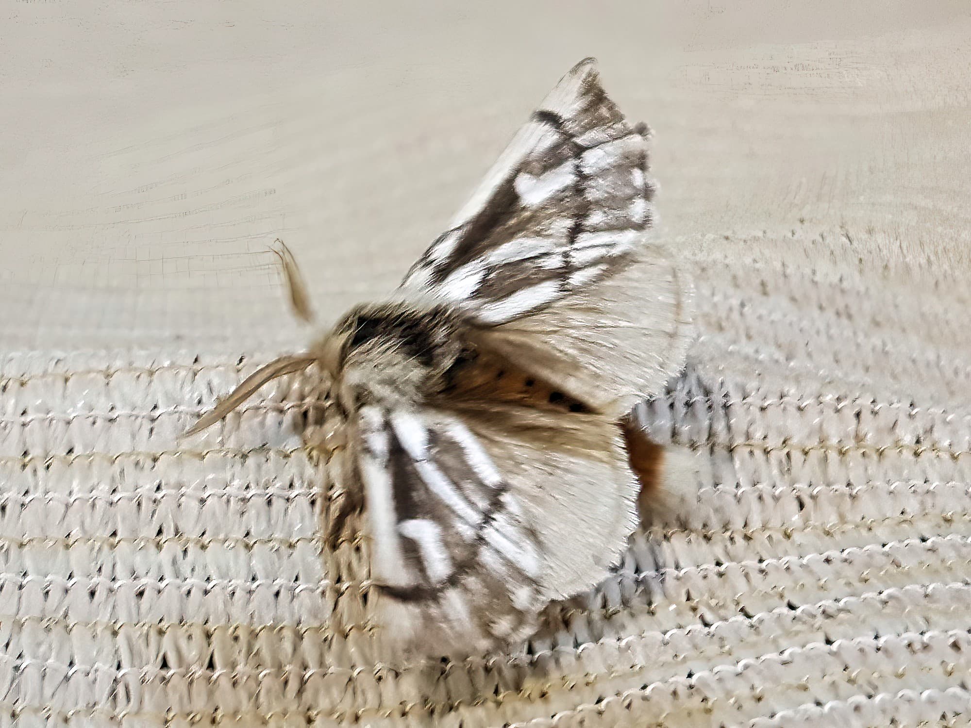 Ochrogaster lunifer (Bag-shelter Moth) – Ausemade