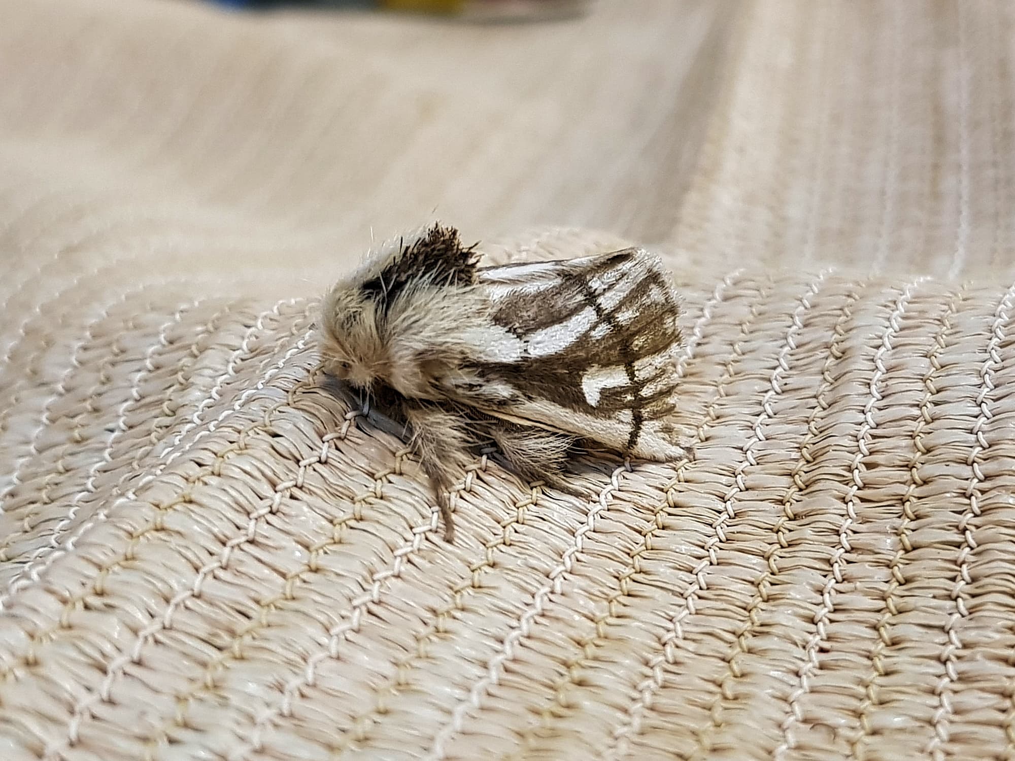 Adult Bag-shelter Moth – Ausemade