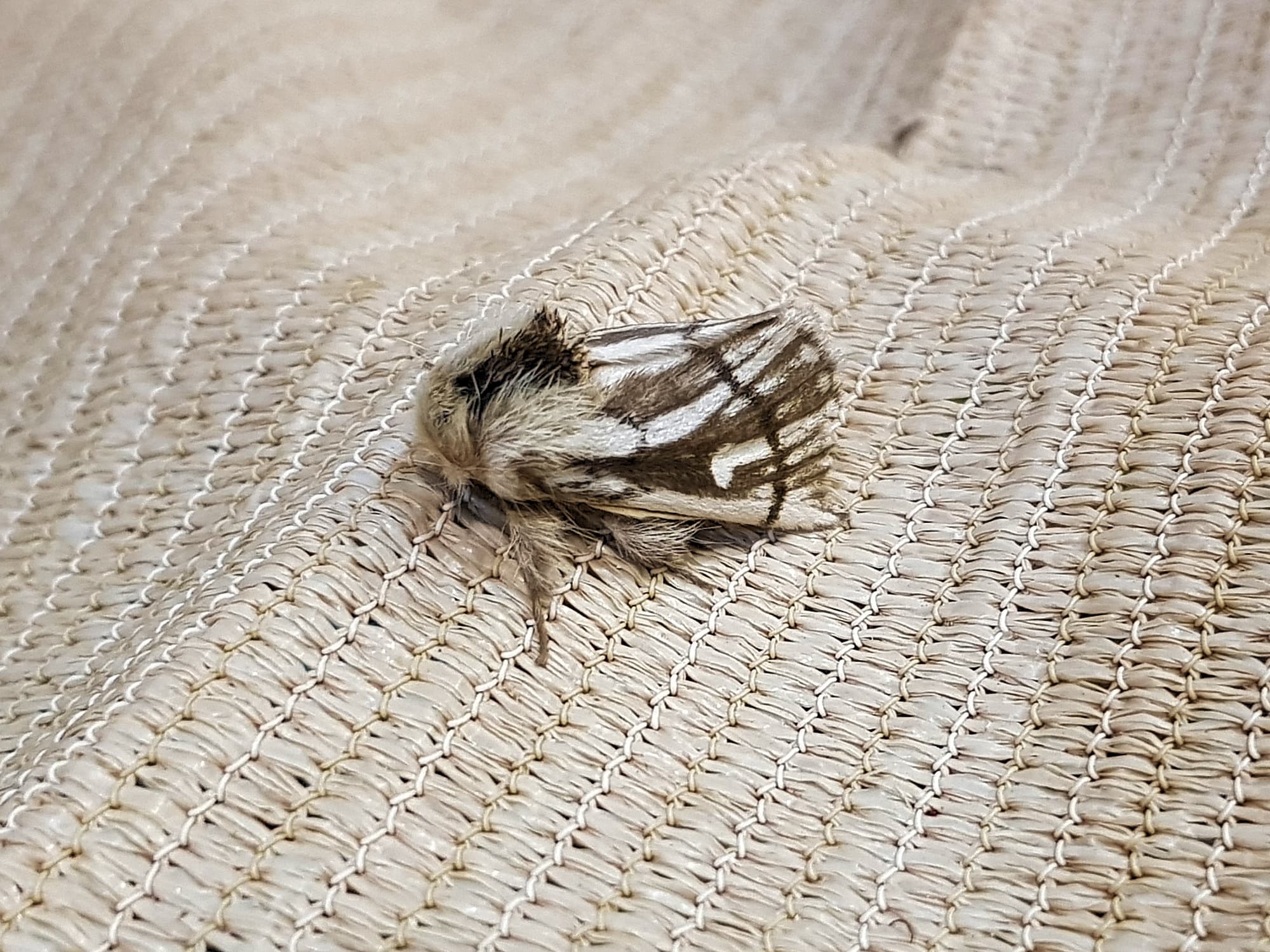 Adult Bag-shelter Moth – Ausemade