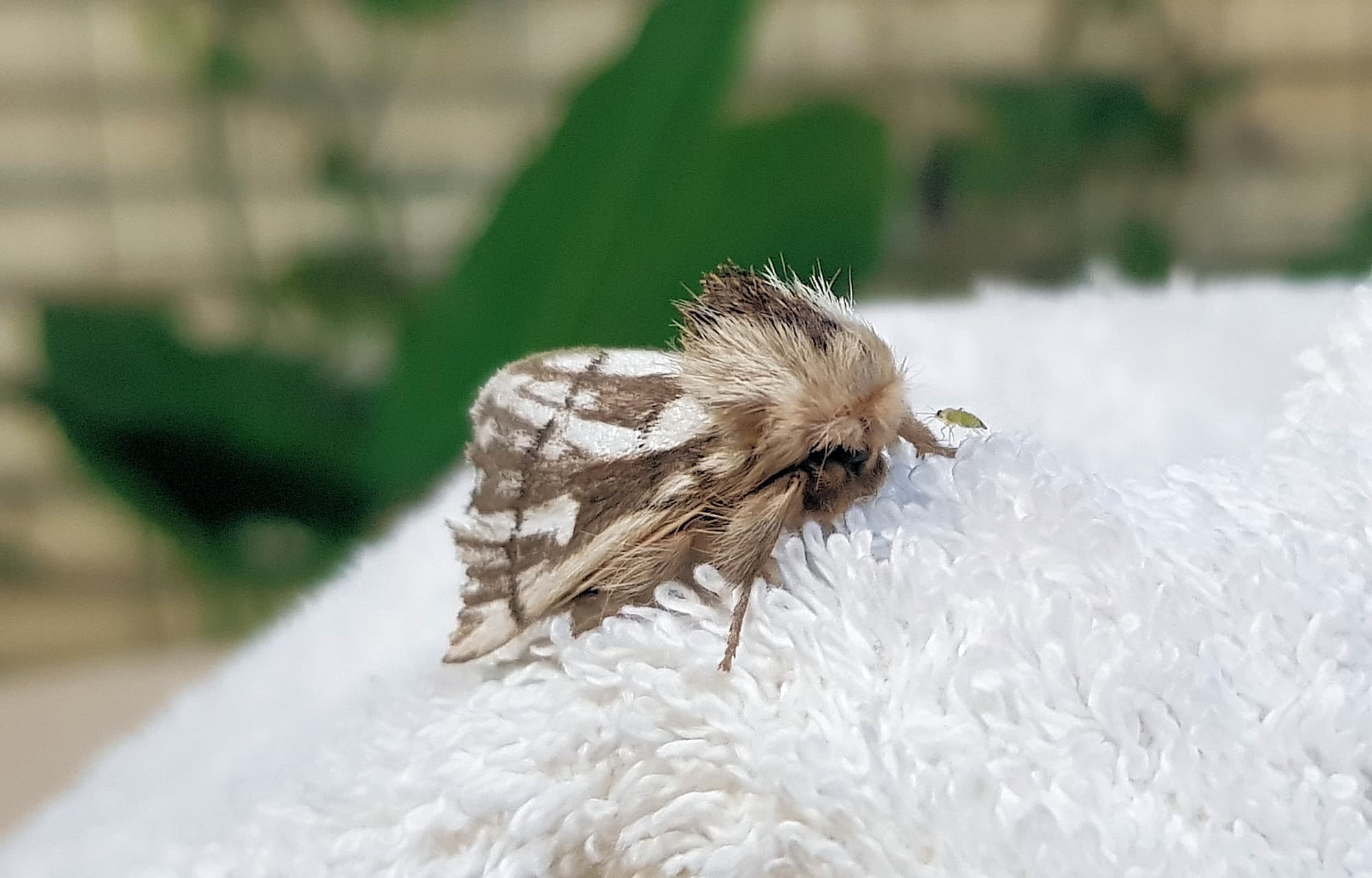 Alice Springs Moths – Ausemade