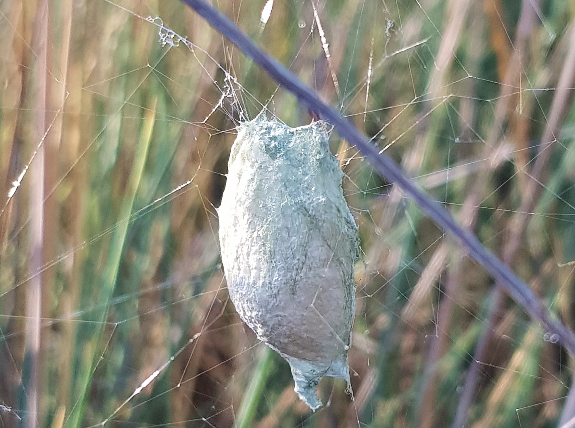 Banded Garden Spider – Ausemade