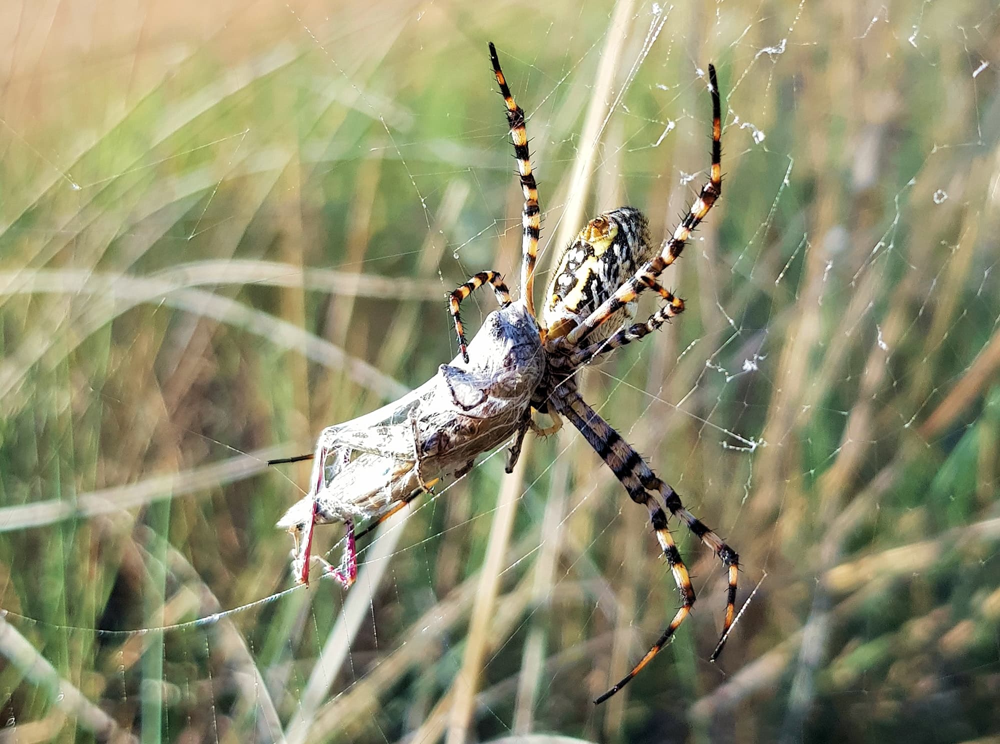 Banded Garden Spider – Ausemade