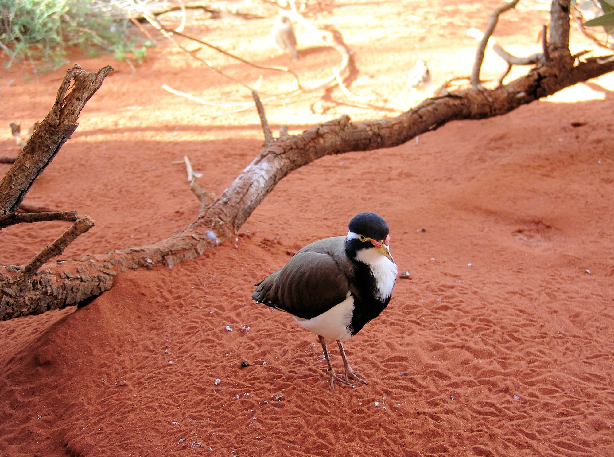 Banded Lapwing – Ausemade