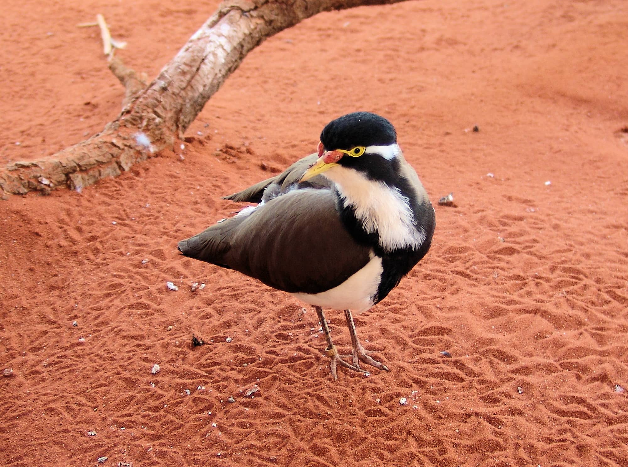 Banded Lapwing – Ausemade