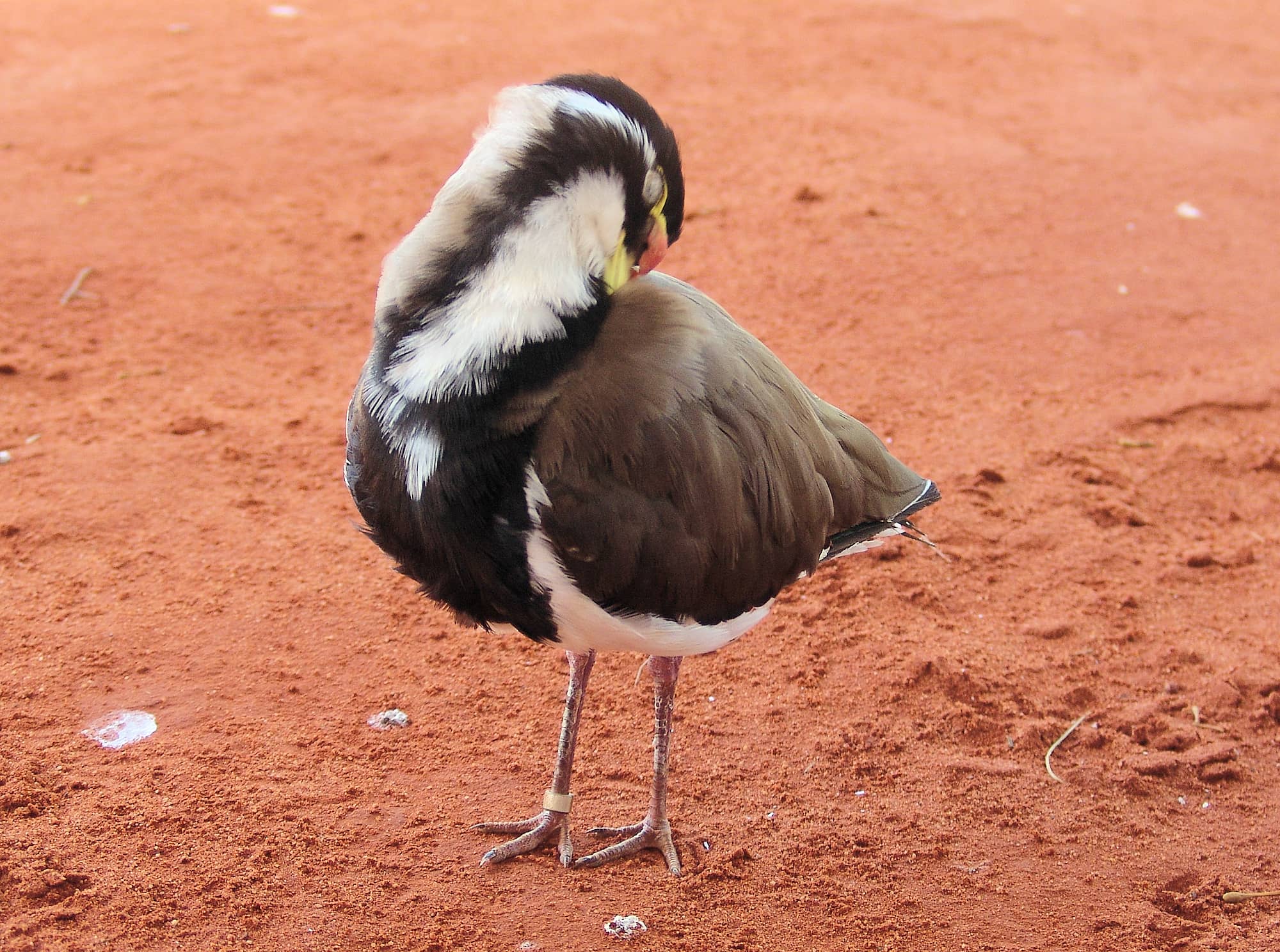Banded Lapwing – Ausemade