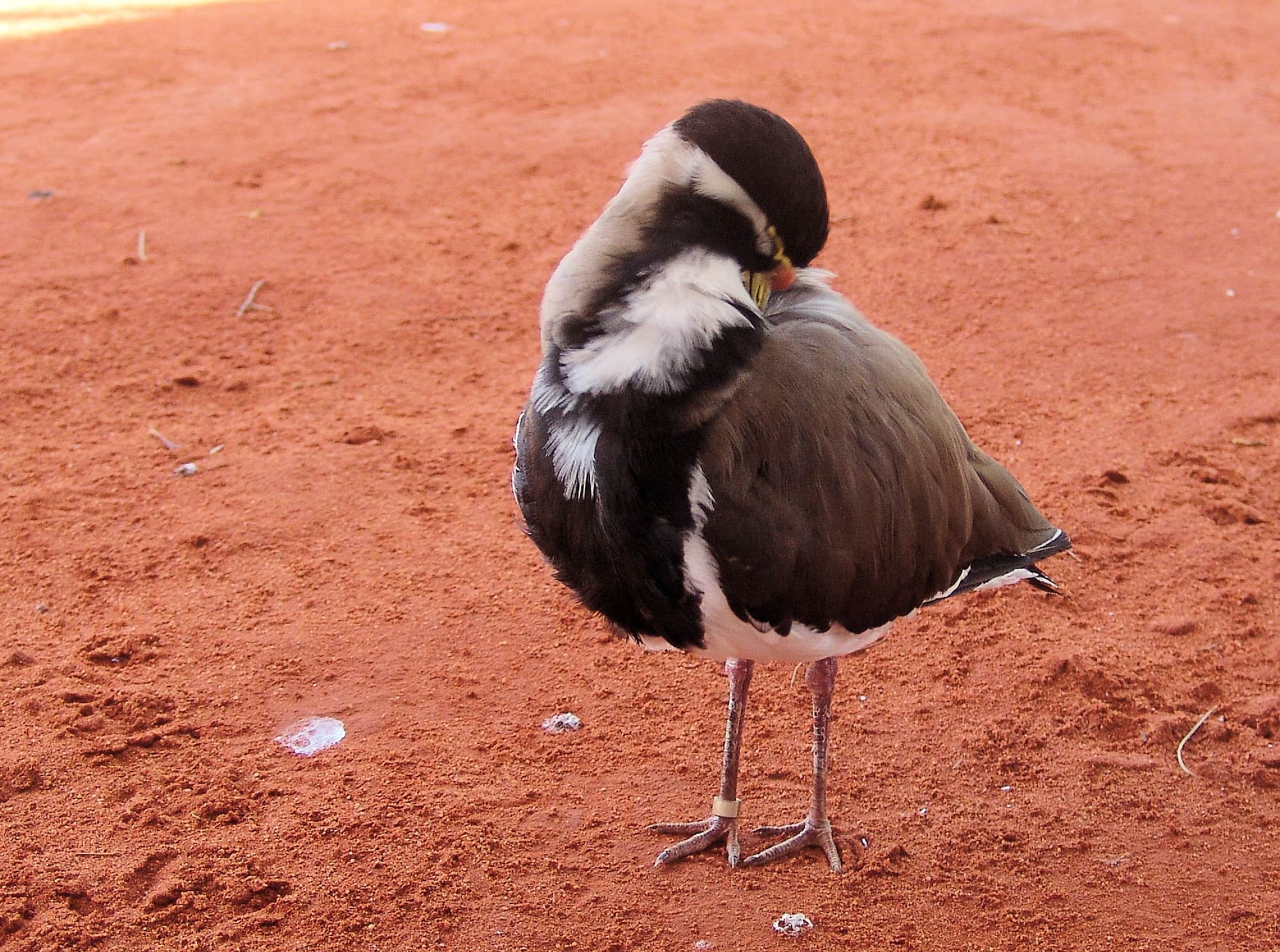 Banded Lapwing – Ausemade