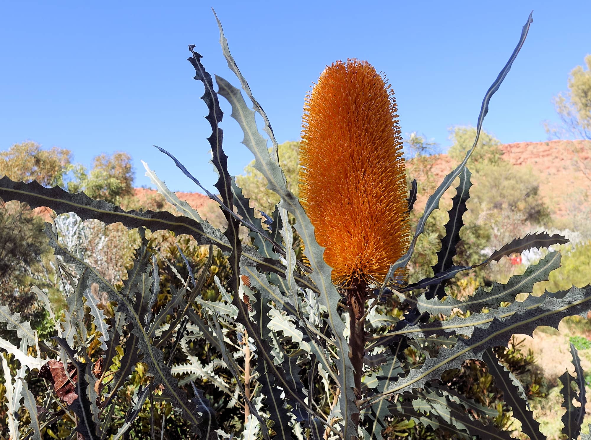 Banksia Index – Ausemade