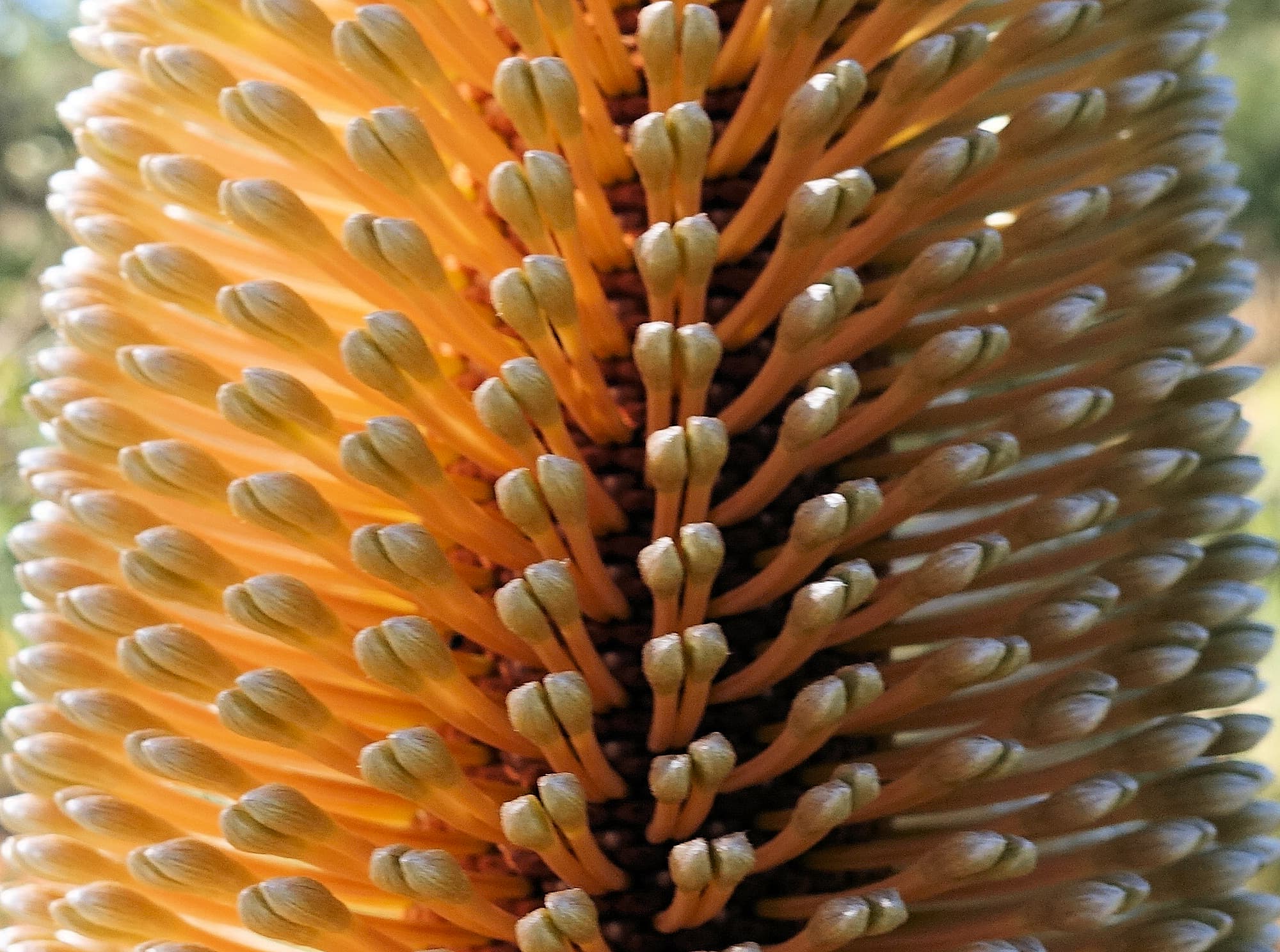 Banksia ashbyi (Ashby’s Banksia) – Ausemade