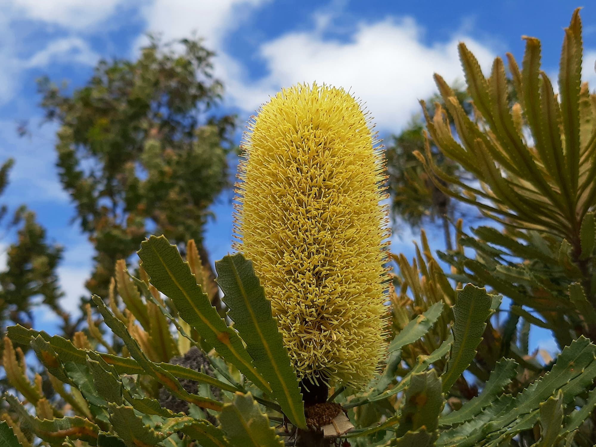 Banksia – Ausemade