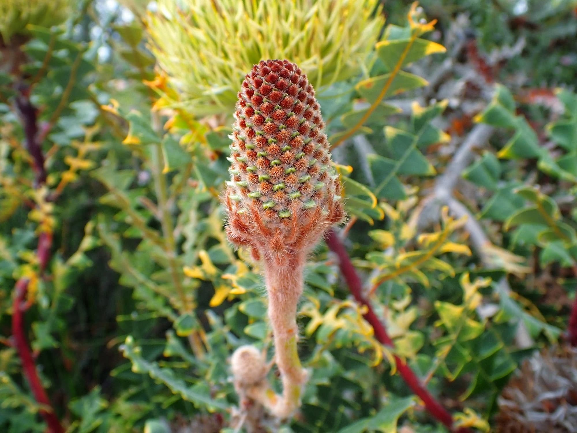 Banksia baxteri (Baxter’s Banksia) – Ausemade