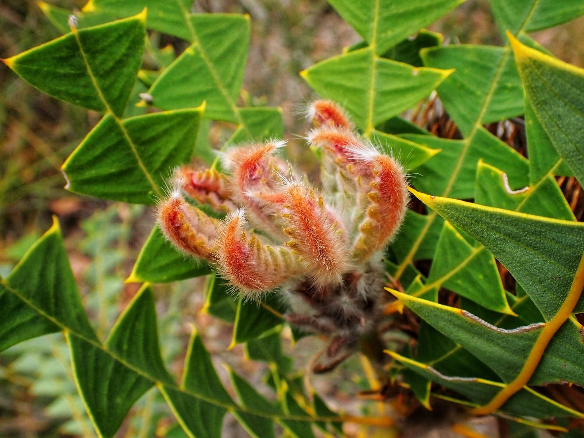 Banksia baxteri (Baxter’s Banksia) – Ausemade