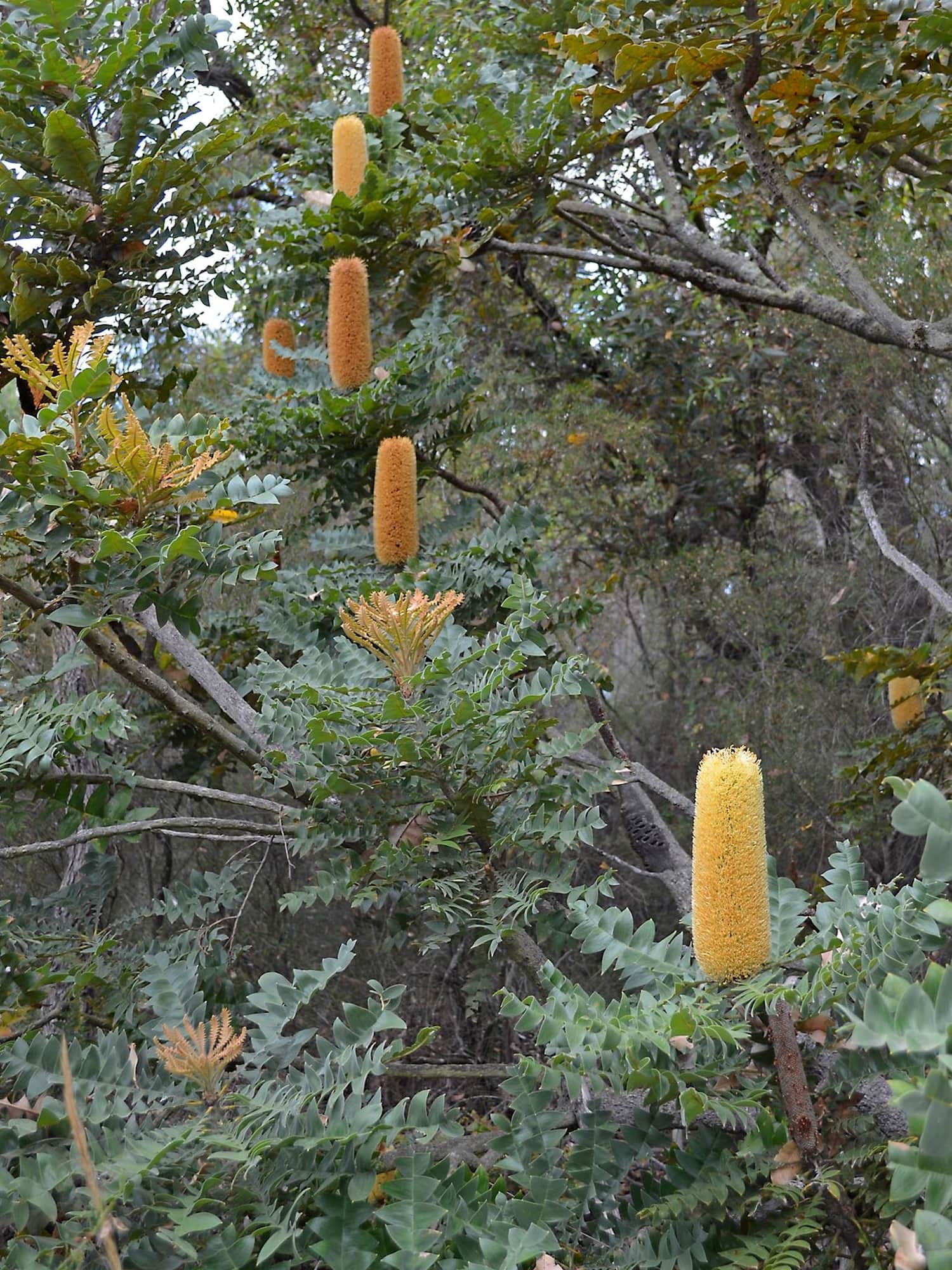Banksia grandis (Bull Banksia) – Ausemade
