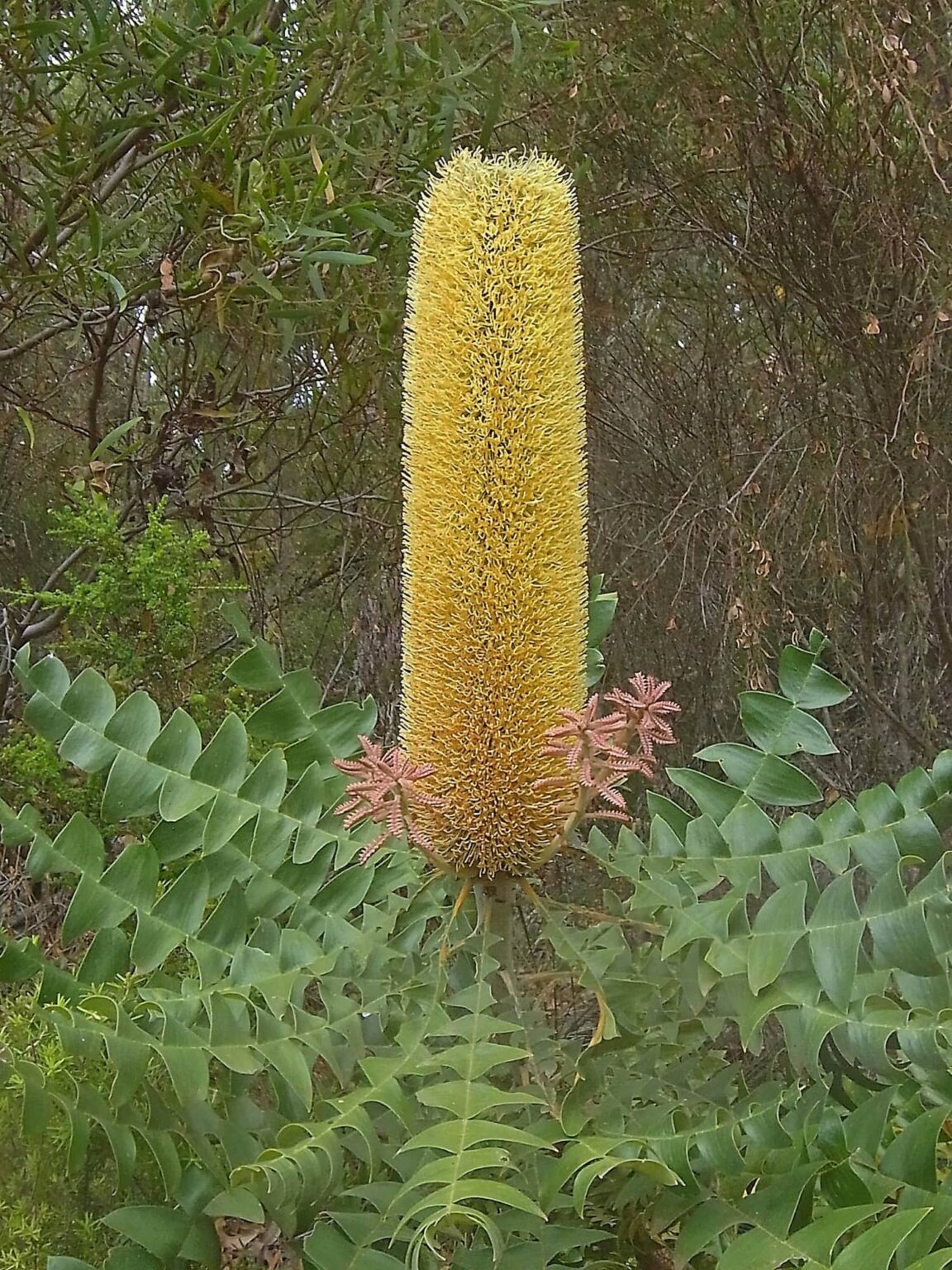 Banksia grandis (Bull Banksia) – Ausemade