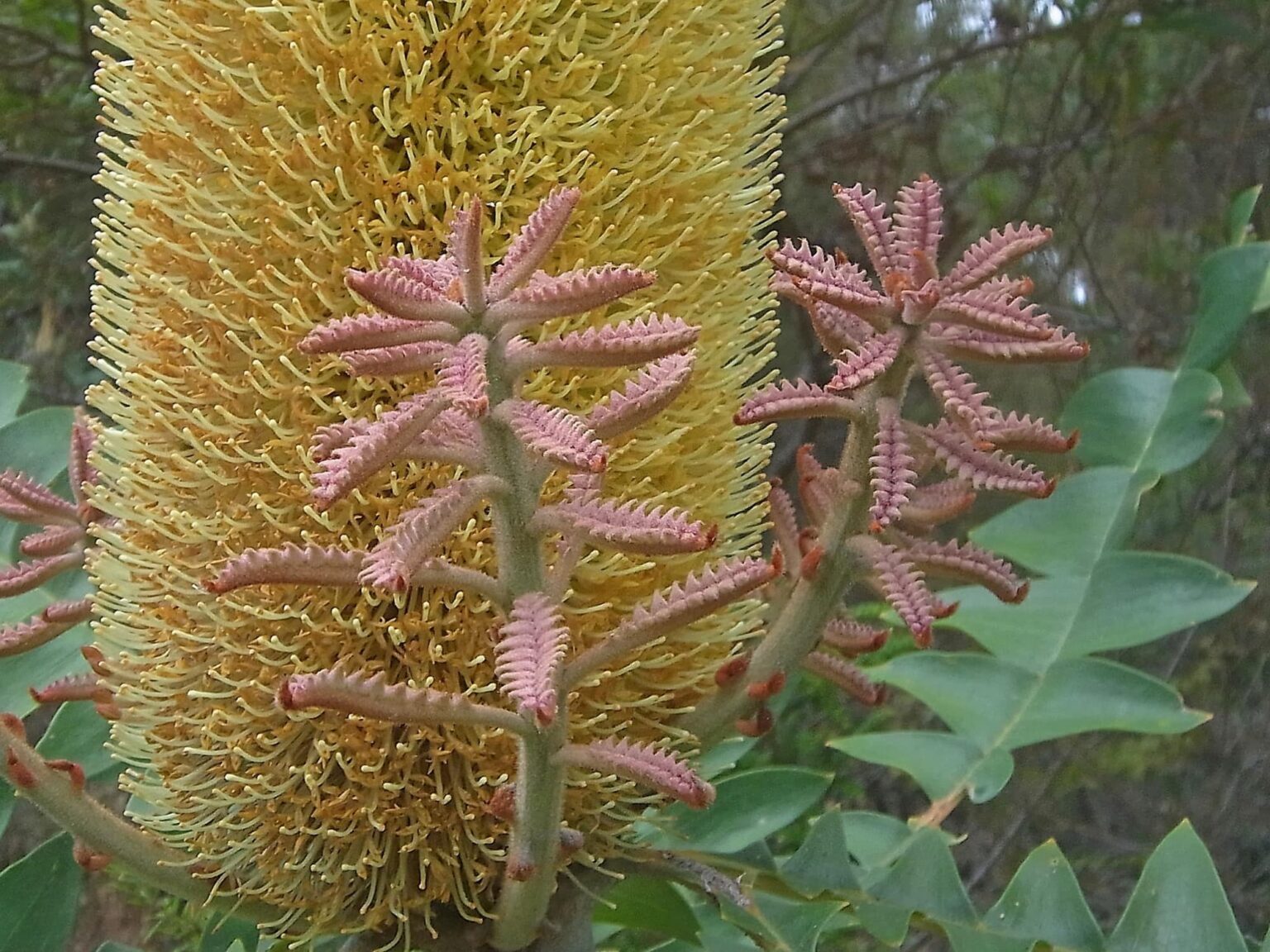 Banksia grandis (Bull Banksia) – Ausemade