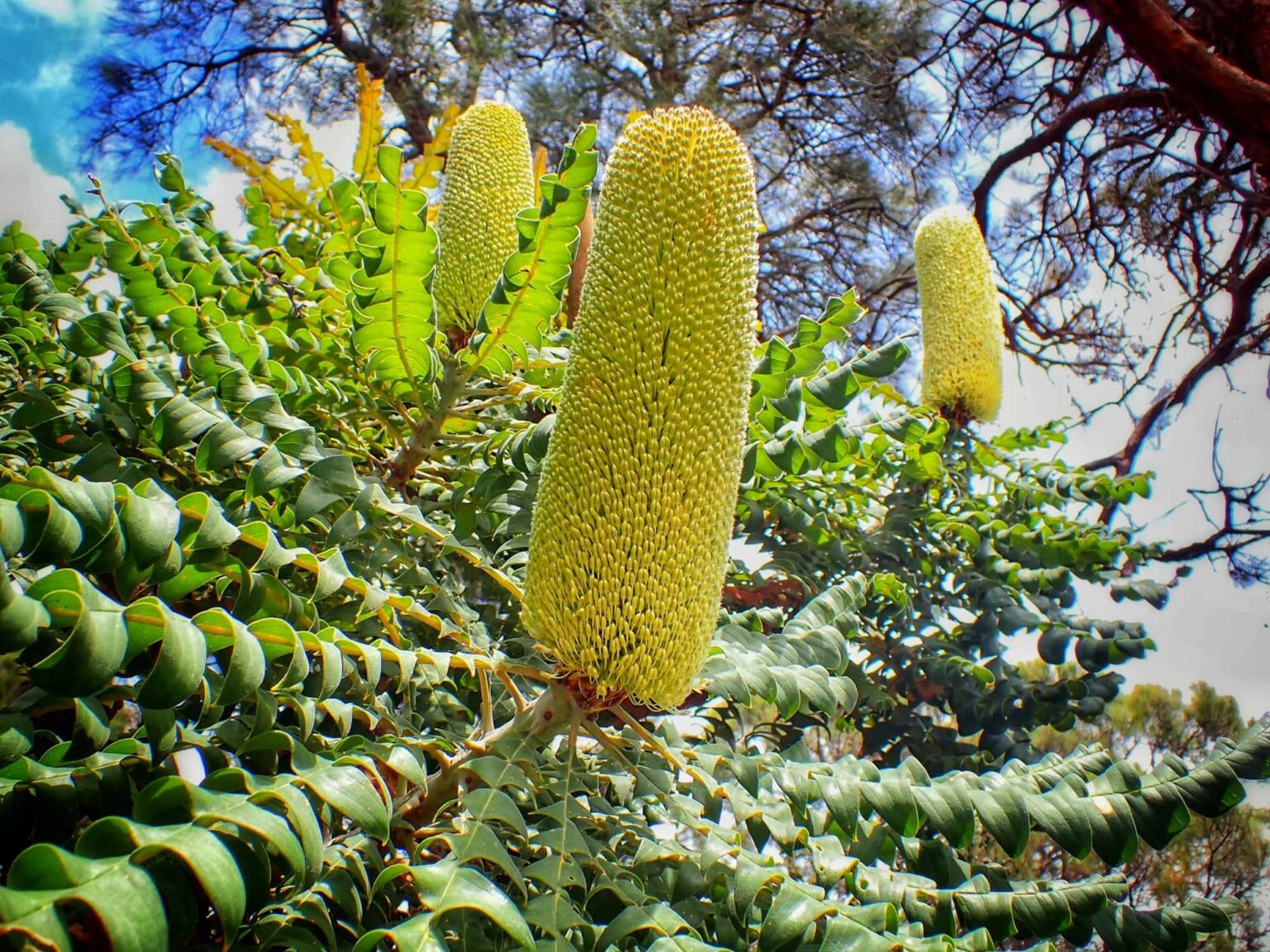 Banksia grandis (Bull Banksia) – Ausemade