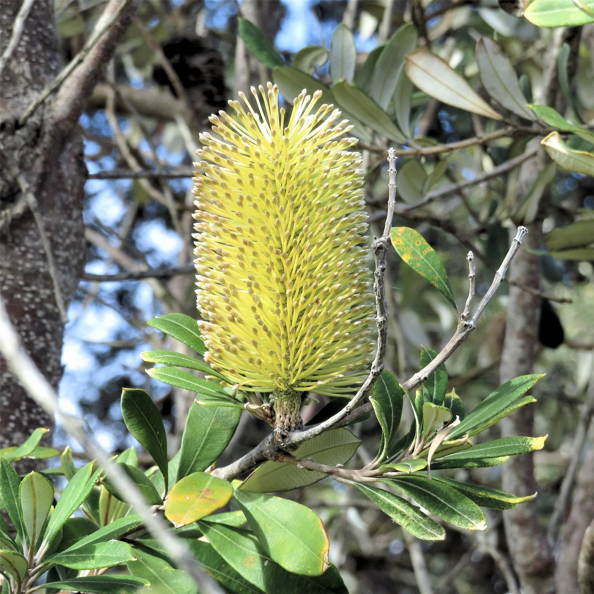 Banksia integrifolia ssp. integrifolia – Ausemade