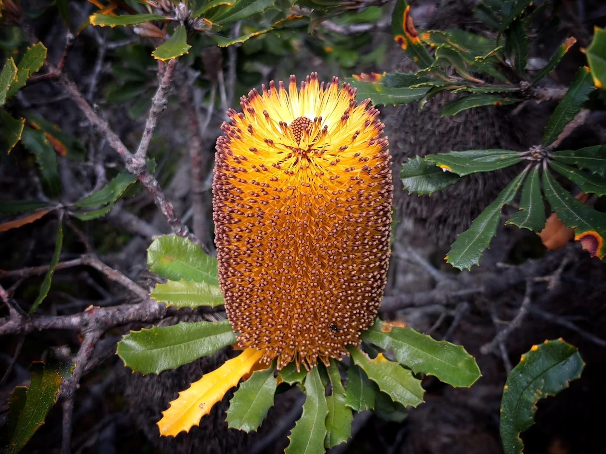 Banksia media (Southern Plains Banksia) – Ausemade