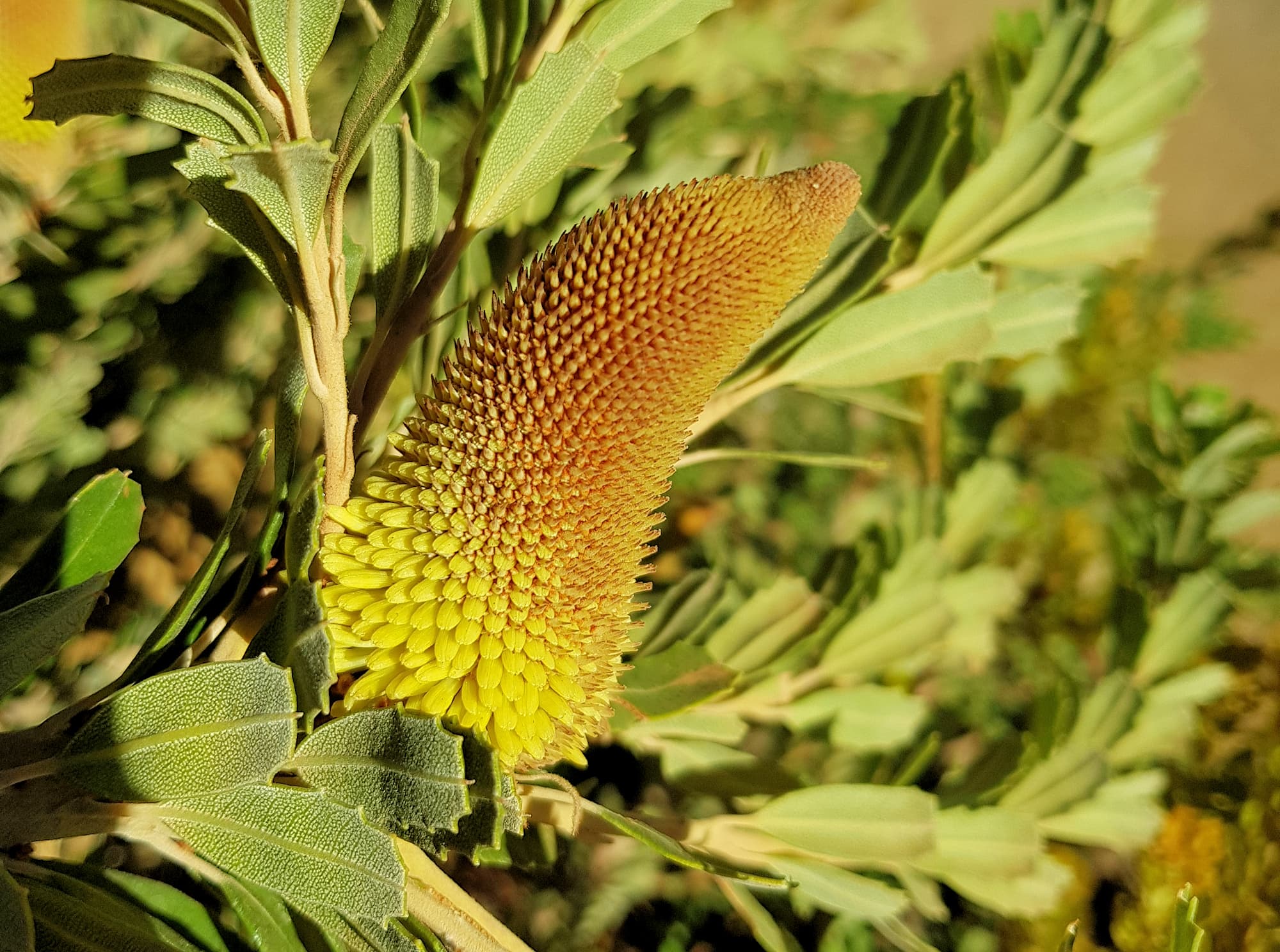 Banksia praemorsa (Cut-leaf Banksia) – Ausemade