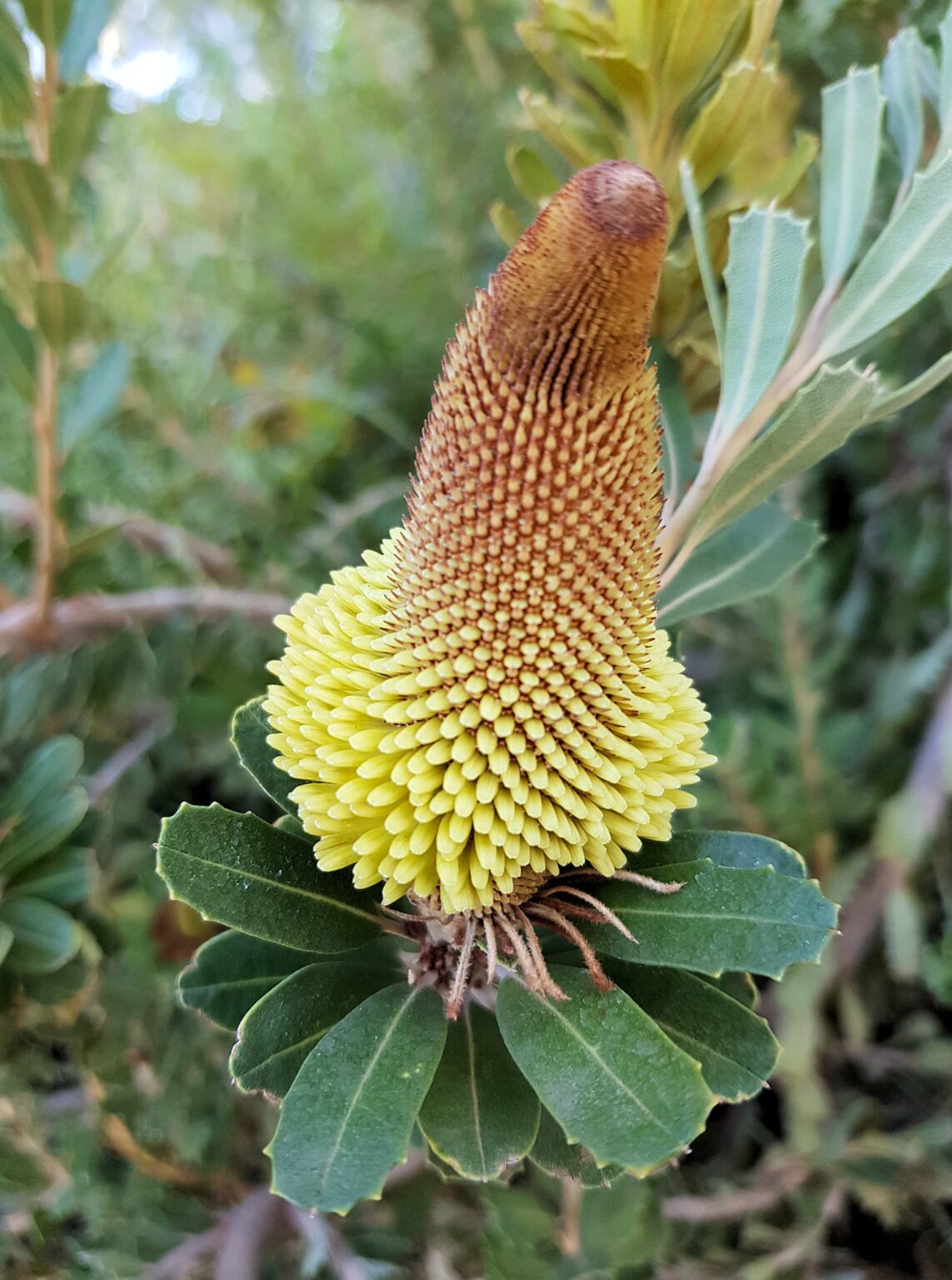 Banksia praemorsa (Cut-leaf Banksia) – Ausemade