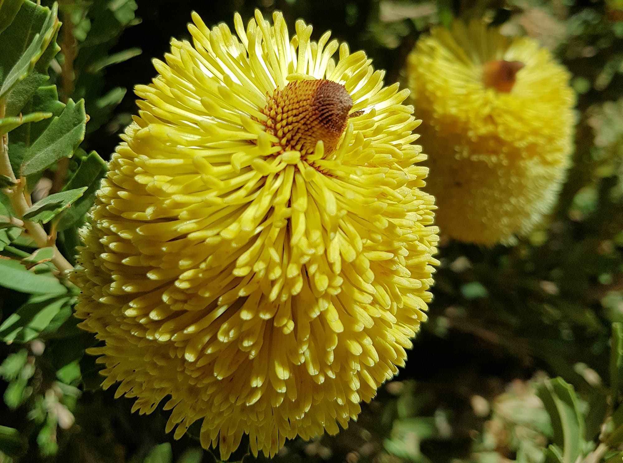Banksia praemorsa (Cut-leaf Banksia) – Ausemade
