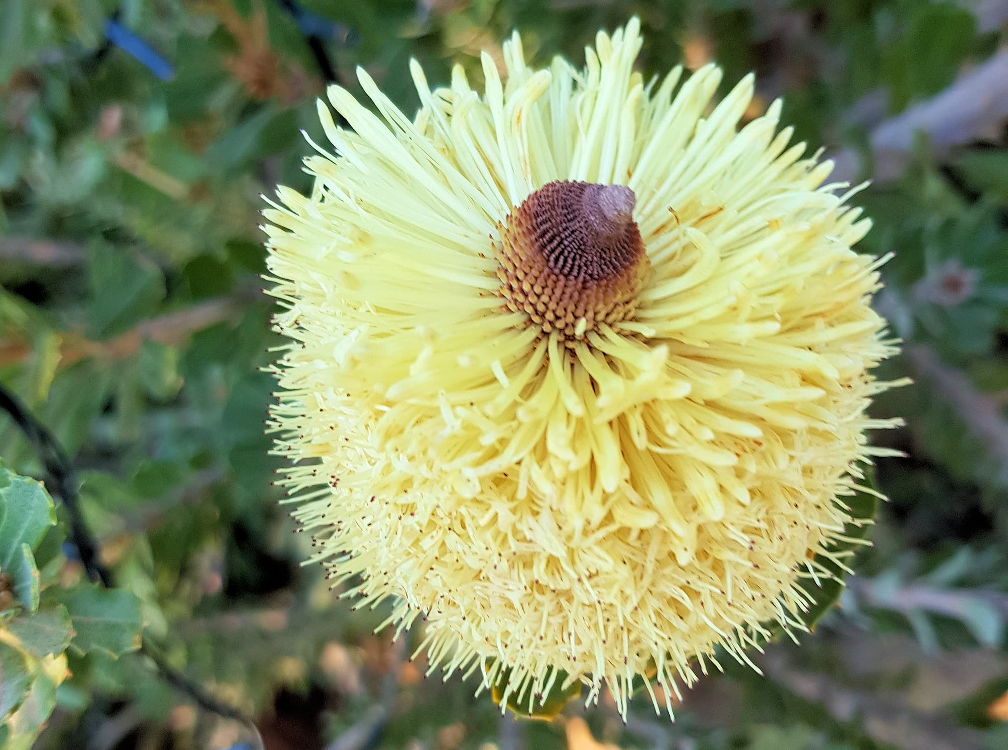 Banksia praemorsa (Cut-leaf Banksia) – Ausemade