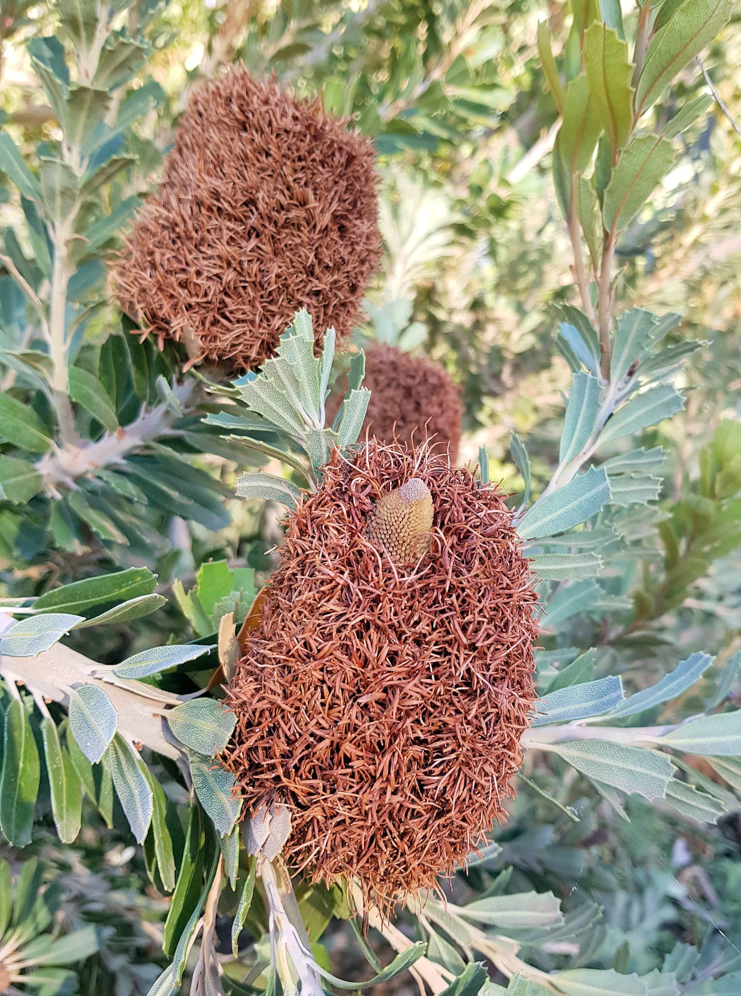 Banksia praemorsa (Cut-leaf Banksia) – Ausemade