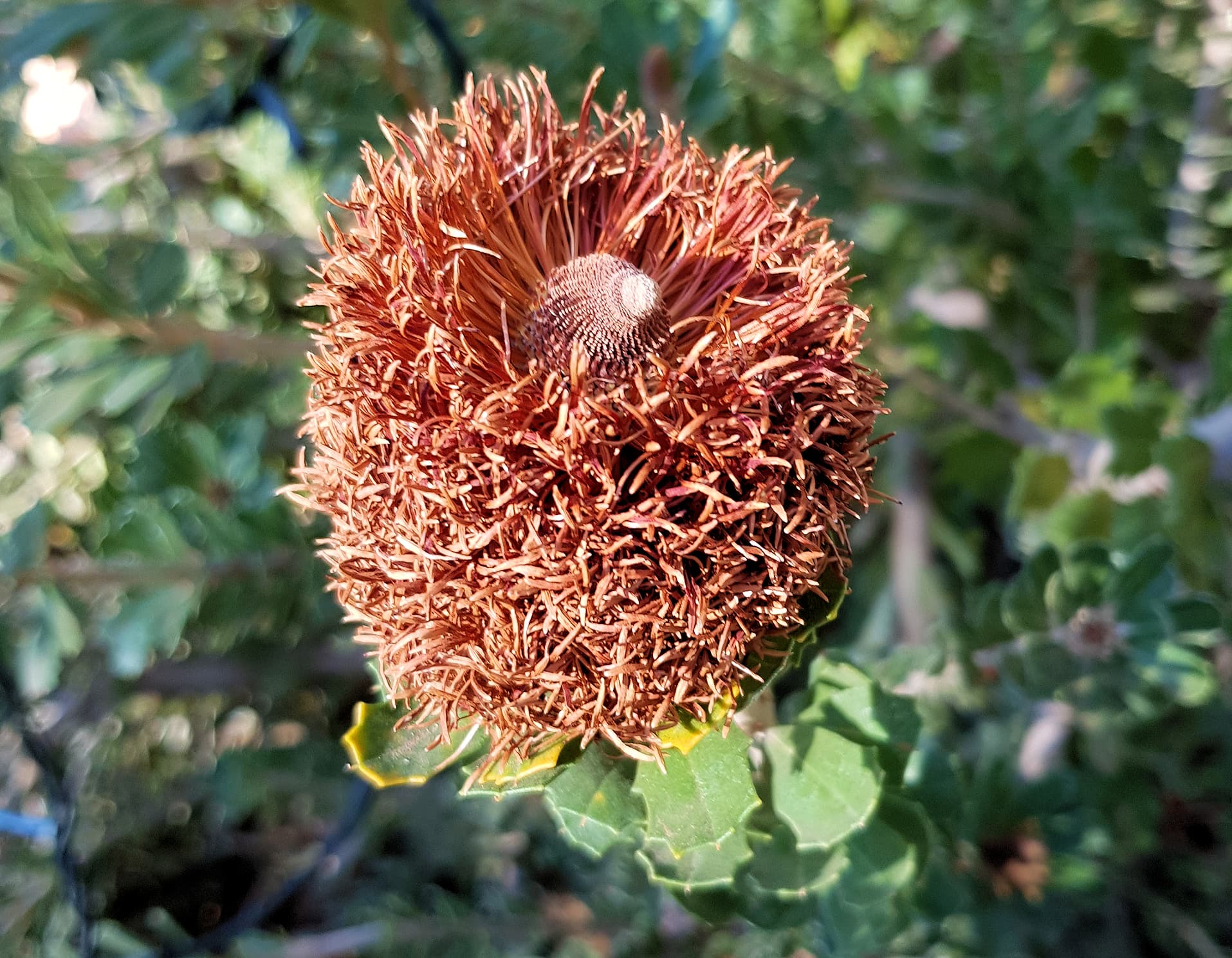 Banksia praemorsa (Cut-leaf Banksia) – Ausemade