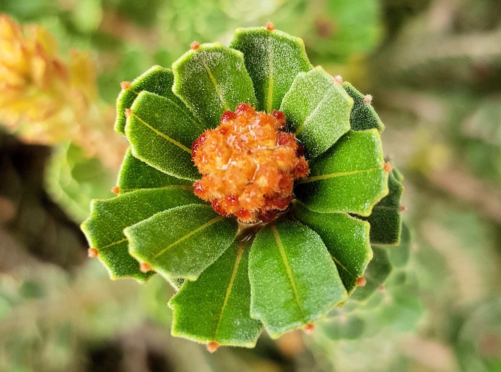 Banksia praemorsa (Cut-leaf Banksia) – Ausemade