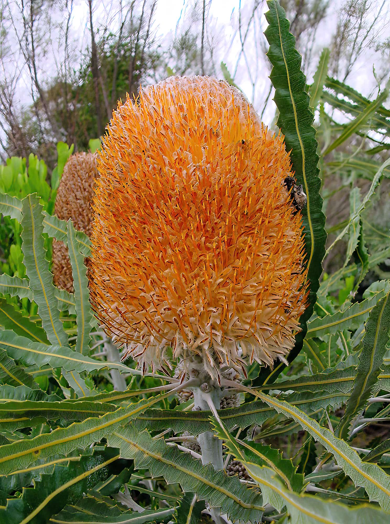 Banksia prionotes (Acorn Banksia) – Ausemade
